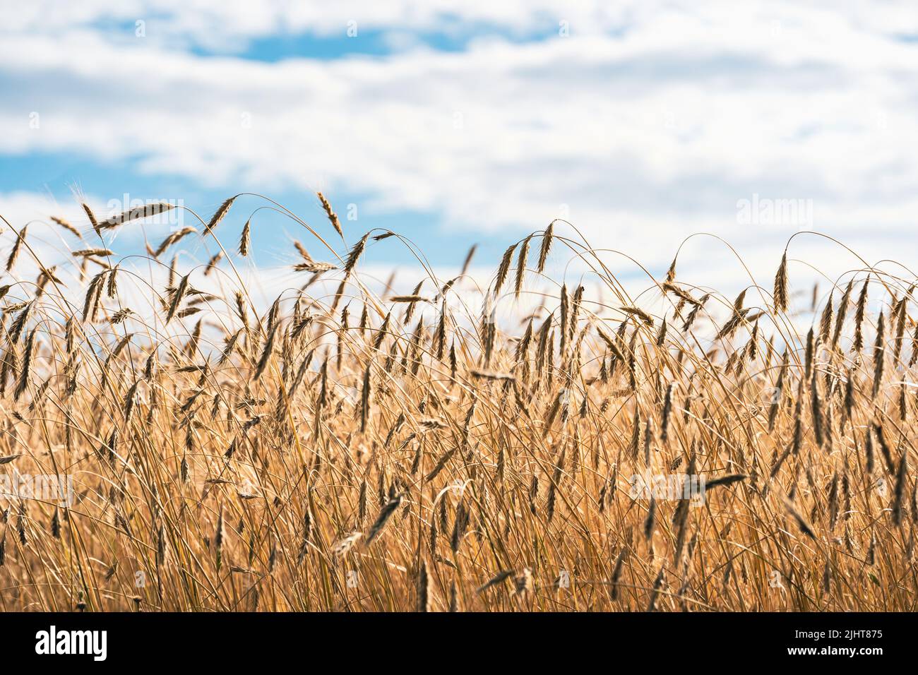 Photo of (Triticum polonicum) Polish Wheat In The Field. The plant is ...
