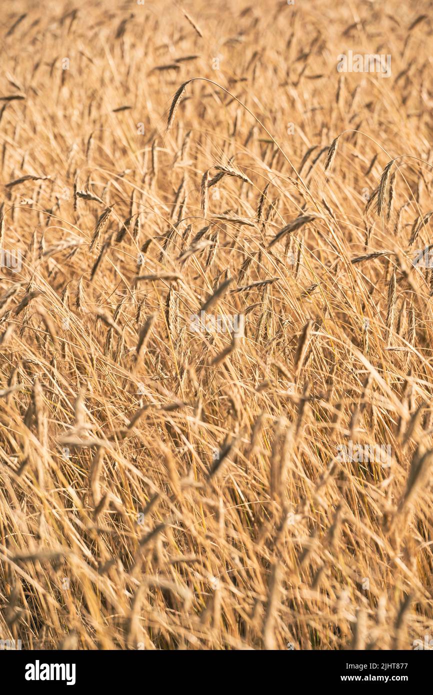 Photo of (Triticum polonicum) Polish Wheat In The Field. The plant is ...