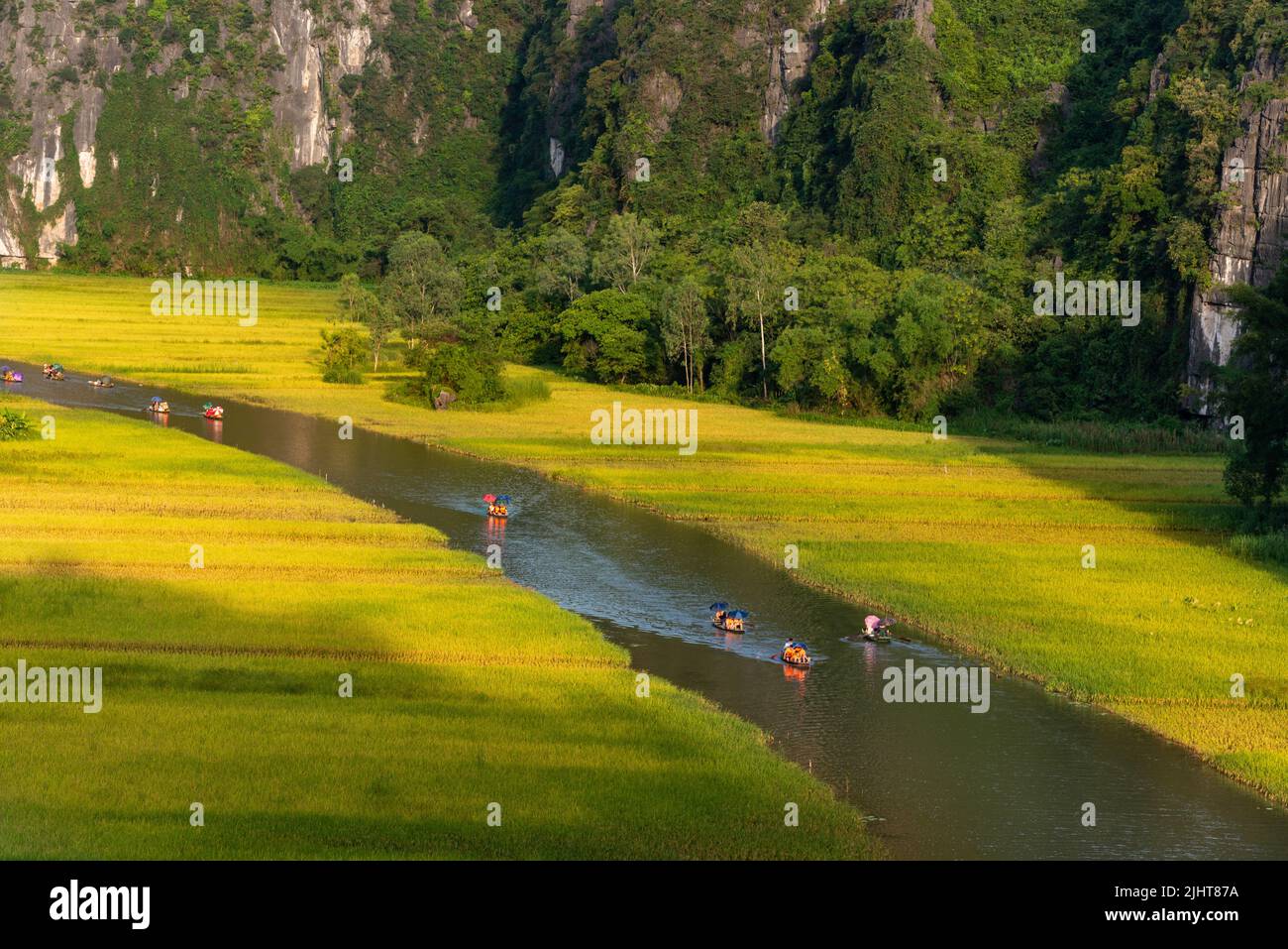 Yellow rice field on Ngo Dong river in Tam Coc Bich Dong from mountain ...