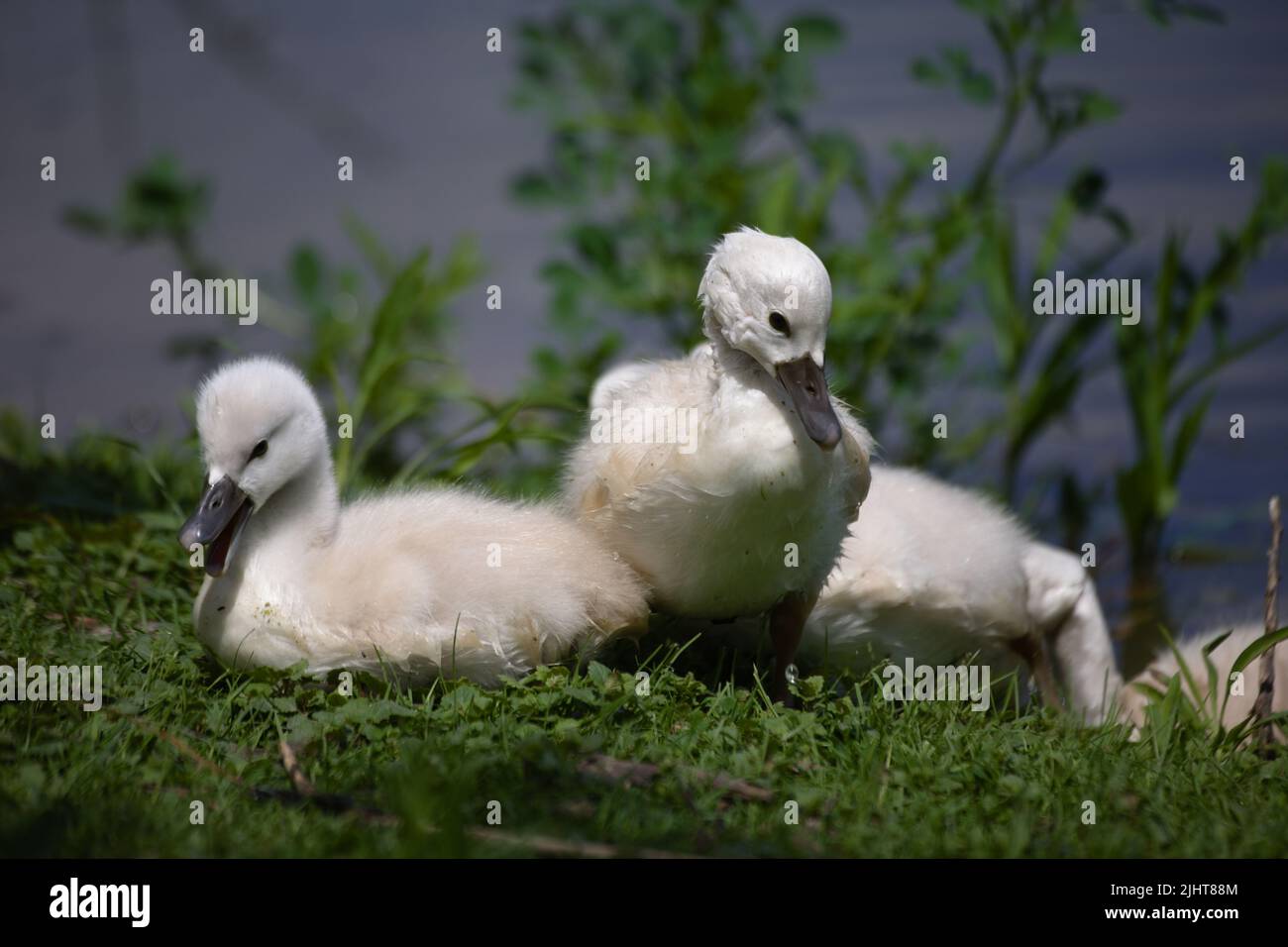 A group of adorable baby mute swans with black beaks resting by the ...