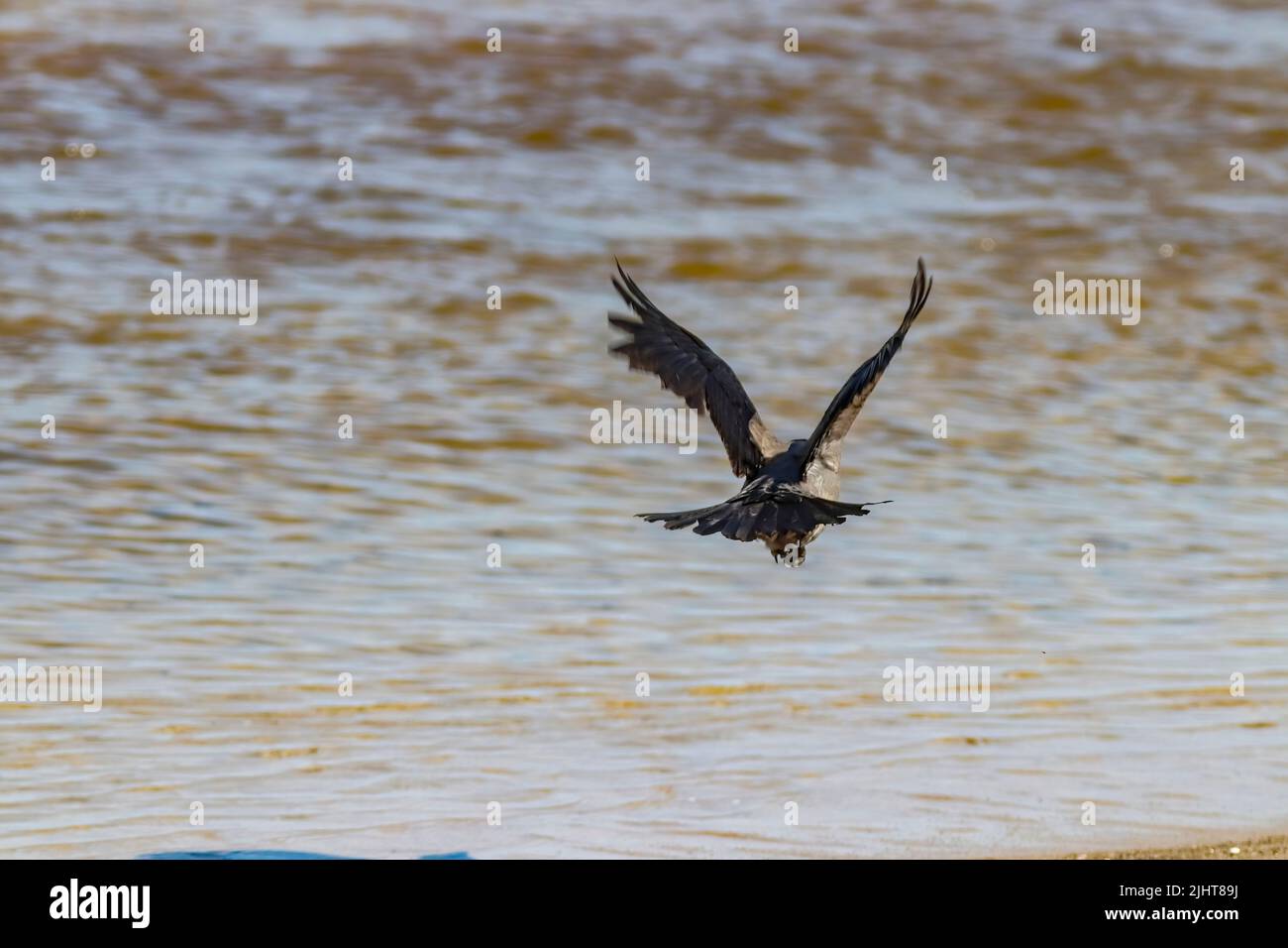 A back view of a Bald eagle with open wings flying above the sea near ...