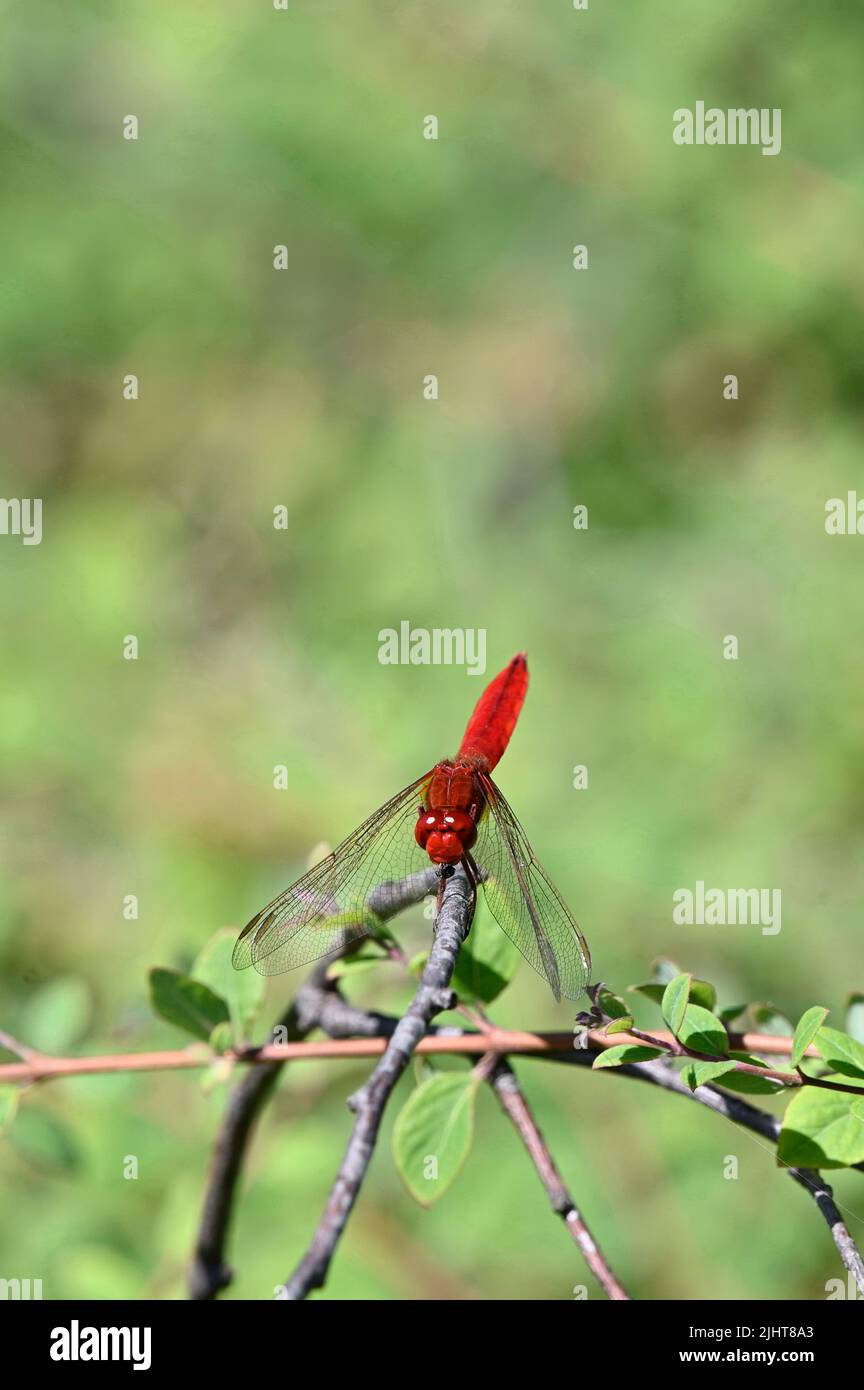 Fire dragonfly (Crocothemis erythraea) on a branch Stock Photo - Alamy