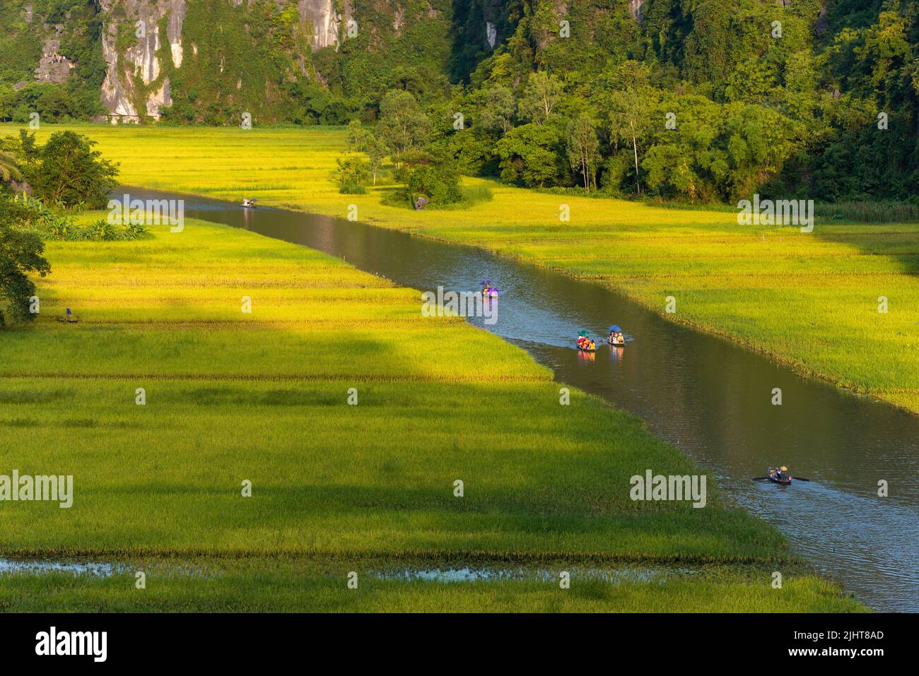 Yellow rice field on Ngo Dong river in Tam Coc Bich Dong from mountain ...