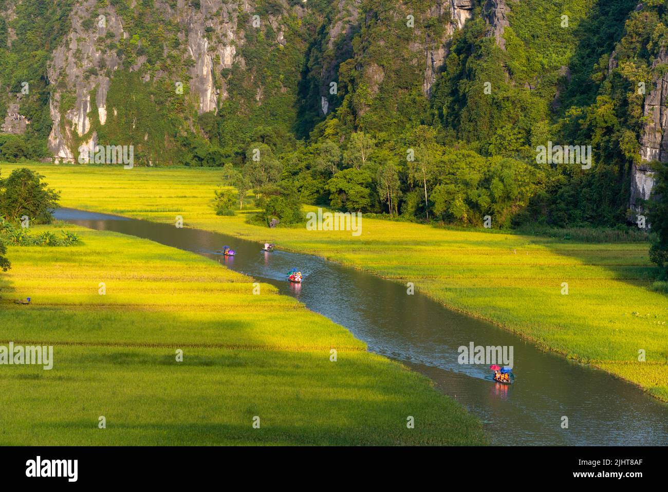 Yellow rice field on Ngo Dong river in Tam Coc Bich Dong from mountain ...