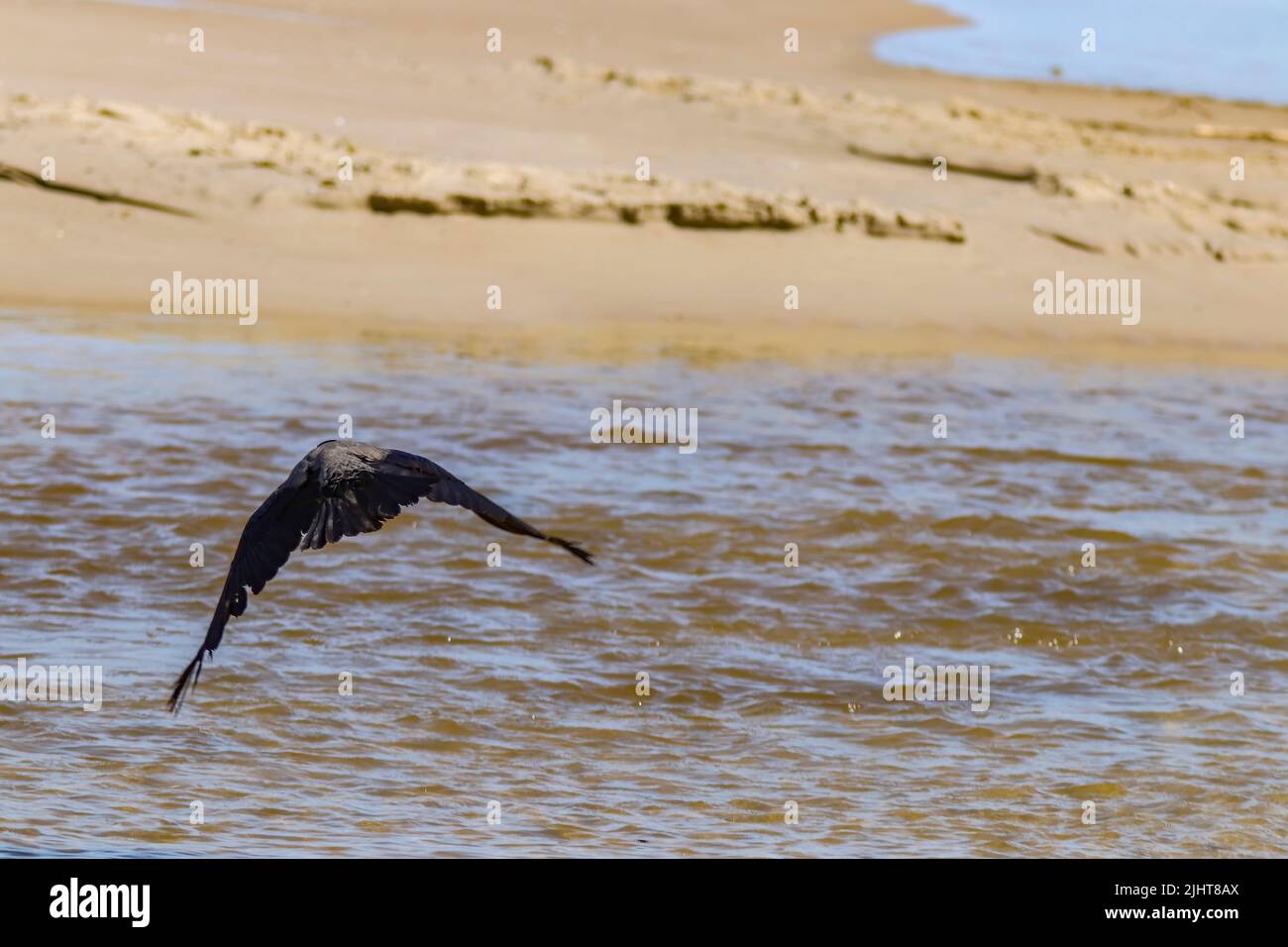A back view of a Bald eagle with open wings flying above the sea near ...