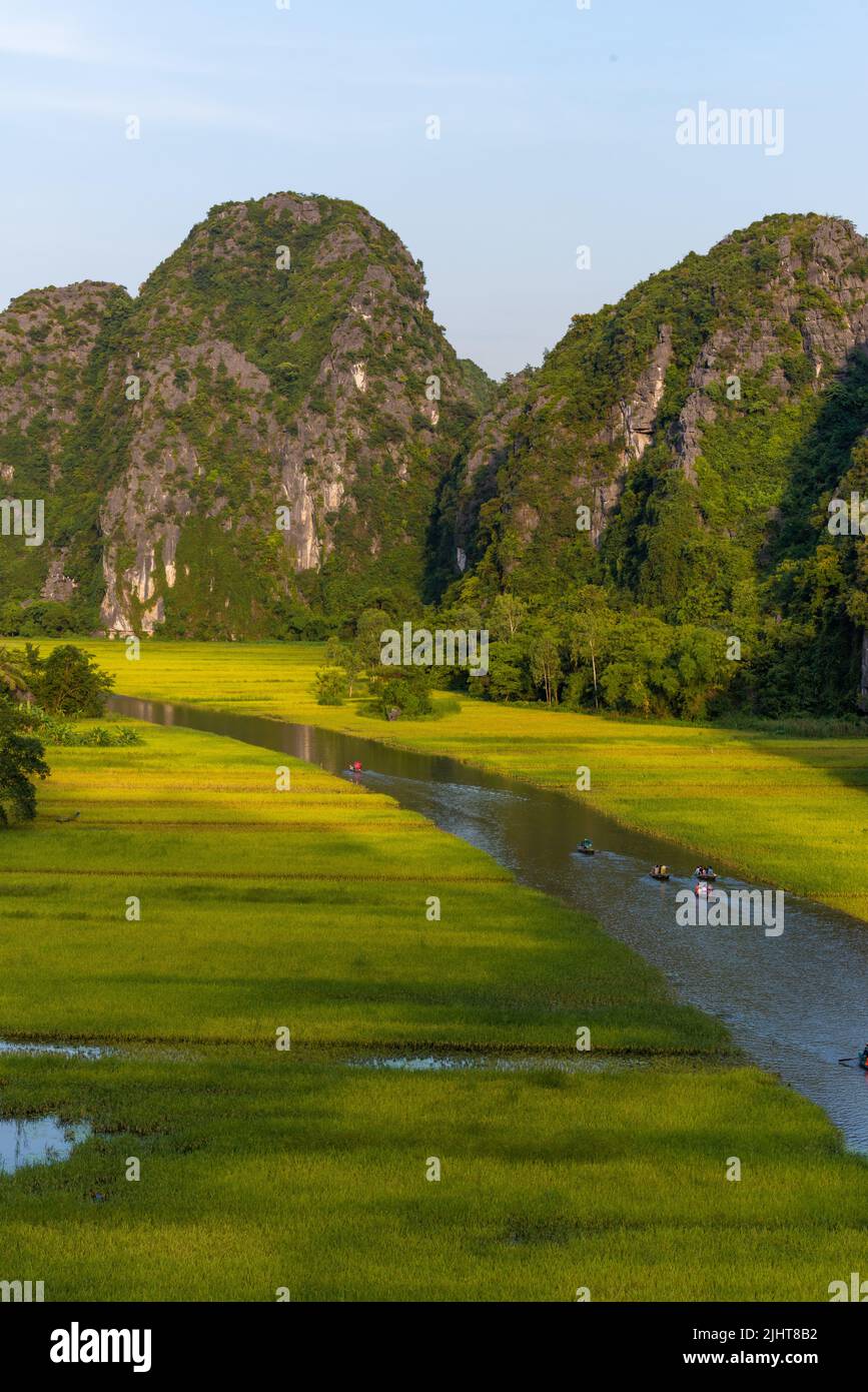 Yellow rice field on Ngo Dong river in Tam Coc Bich Dong from mountain ...