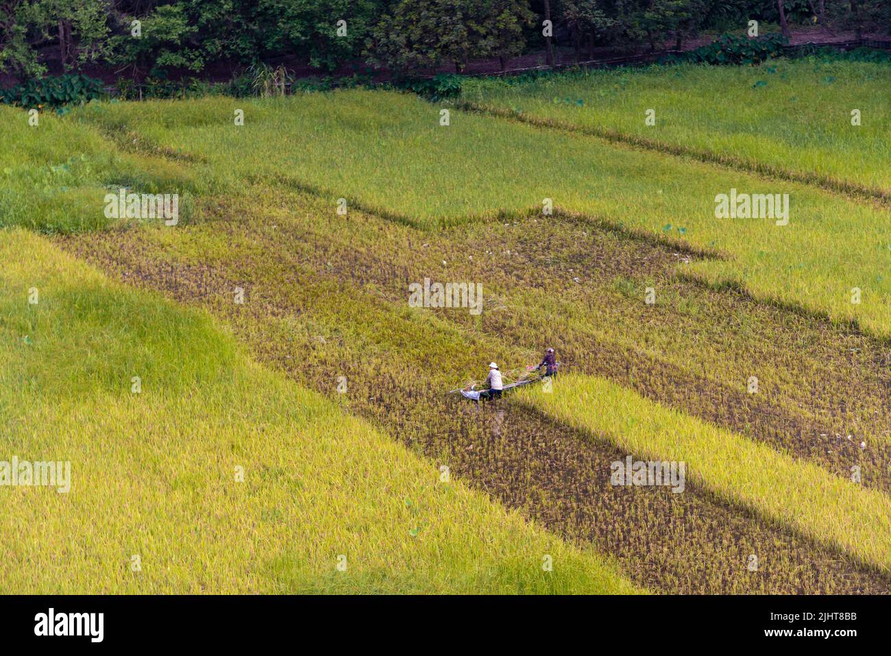 Yellow rice field on Ngo Dong river in Tam Coc Bich Dong from mountain ...