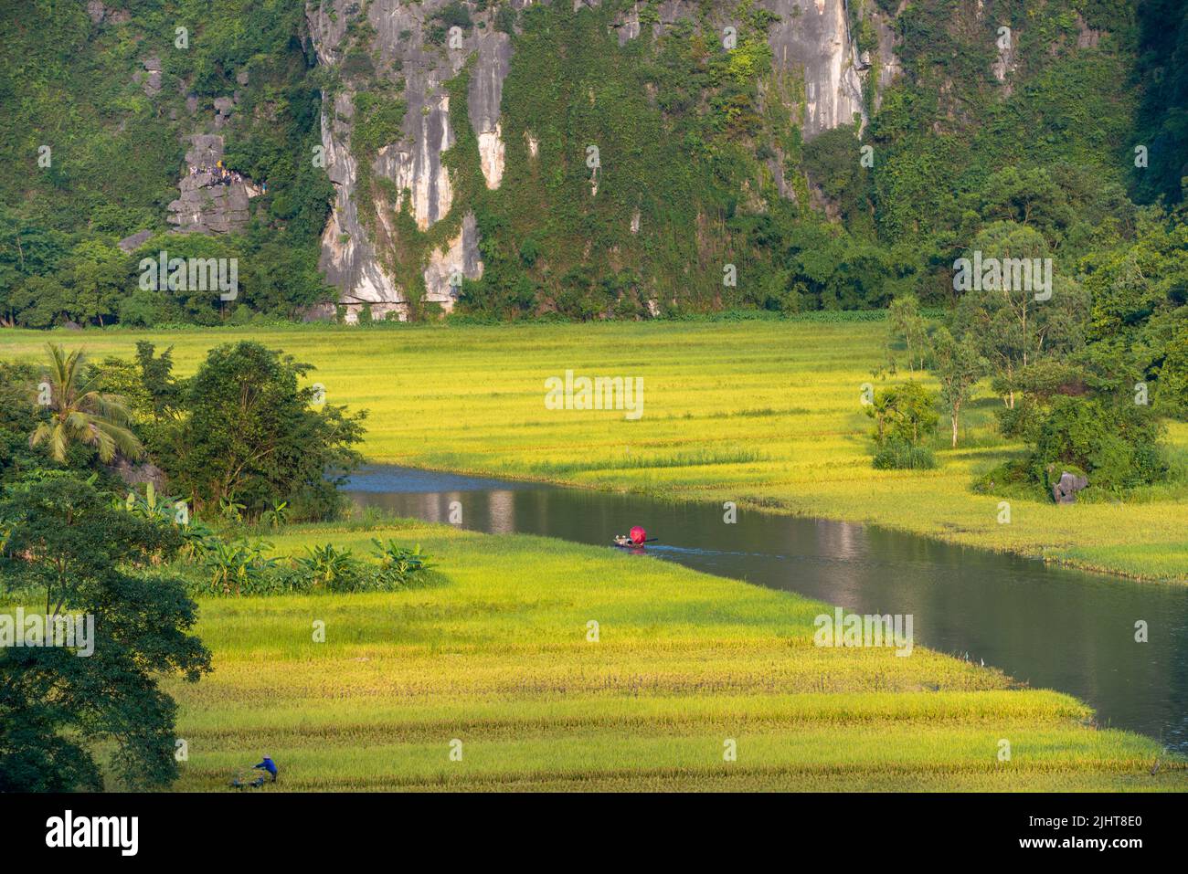 Yellow rice field on Ngo Dong river in Tam Coc Bich Dong from mountain ...