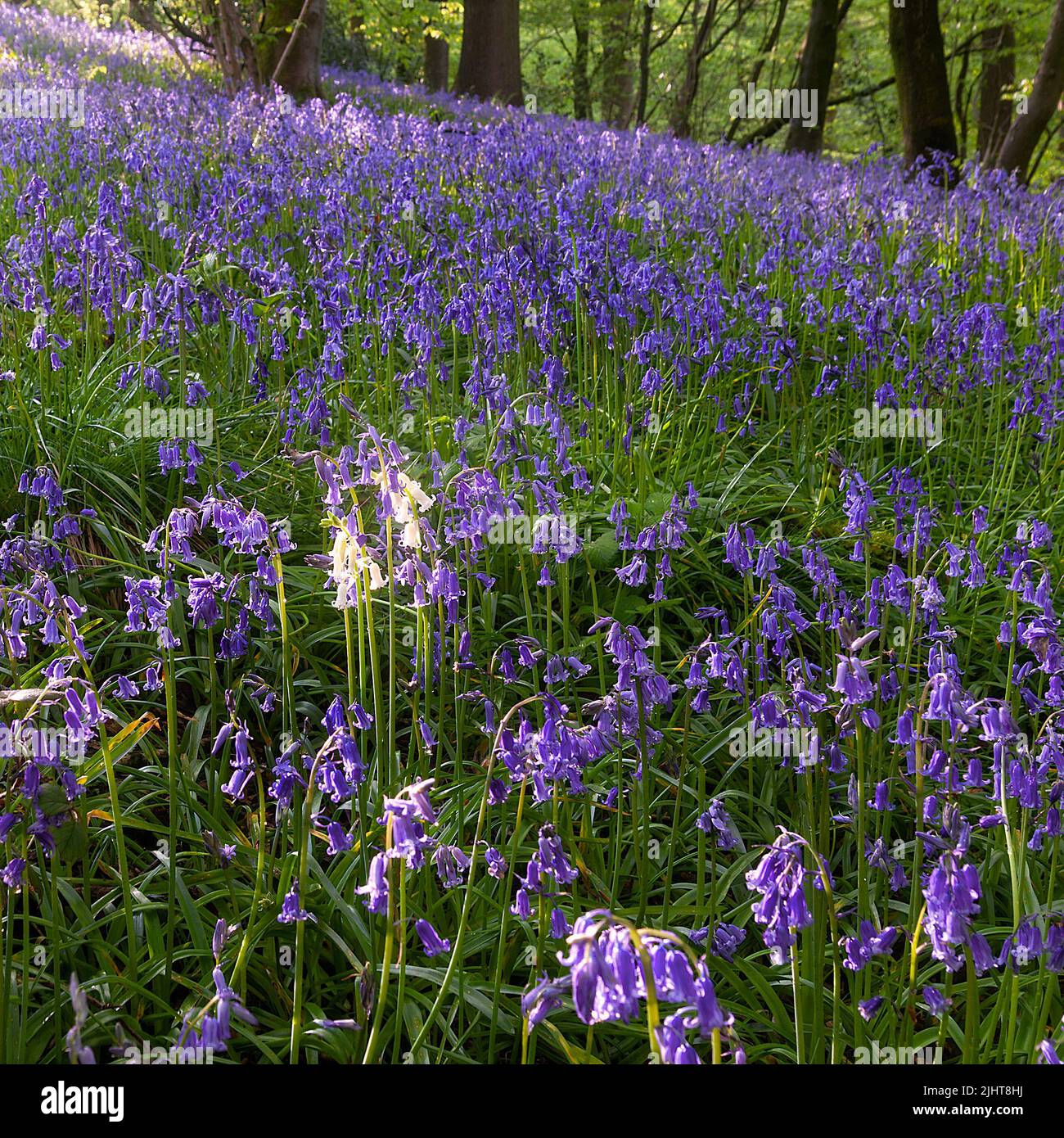 The beautiful bluebells blooming on hillside Stock Photo - Alamy
