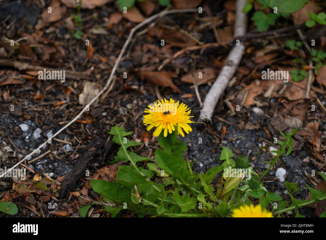 A small bug on yellow dandelion in the forest Stock Photo - Alamy