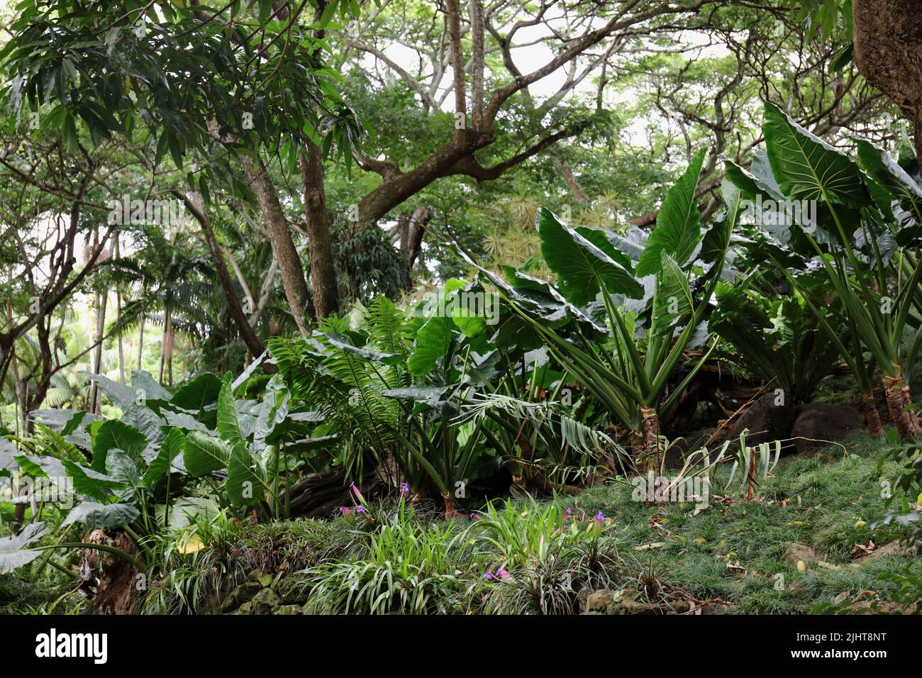 A verdant landscape in a tropical rainforest with ferns, trees ...