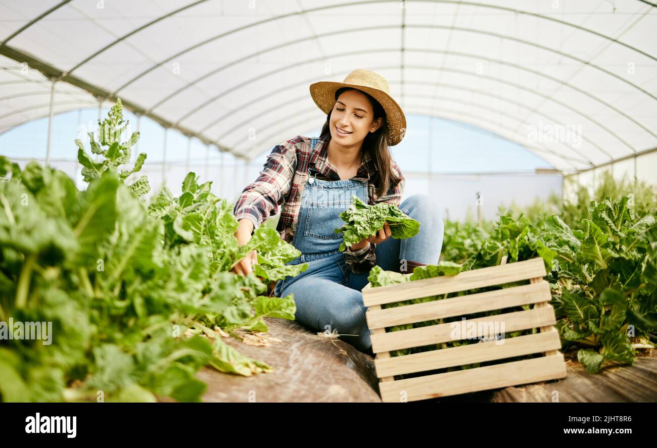 A lovely day out in the fields. a young woman harvesting crops on her ...