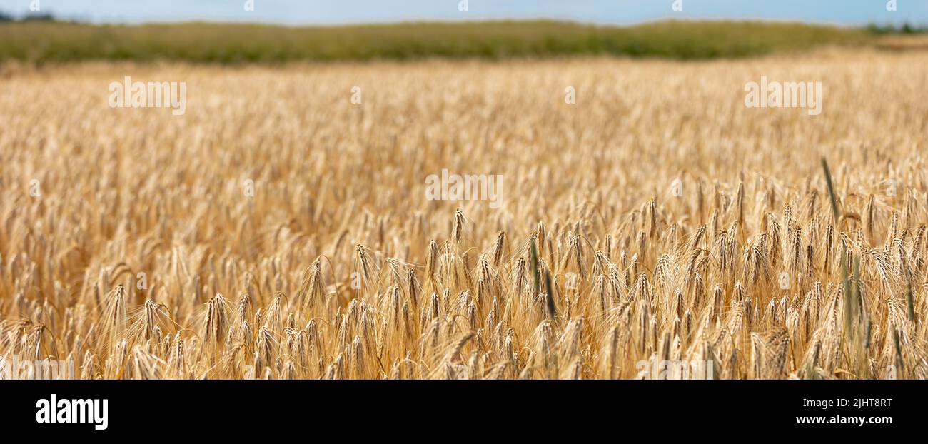 Frontfocus on golden barley field with blurry background. Rural nature ...
