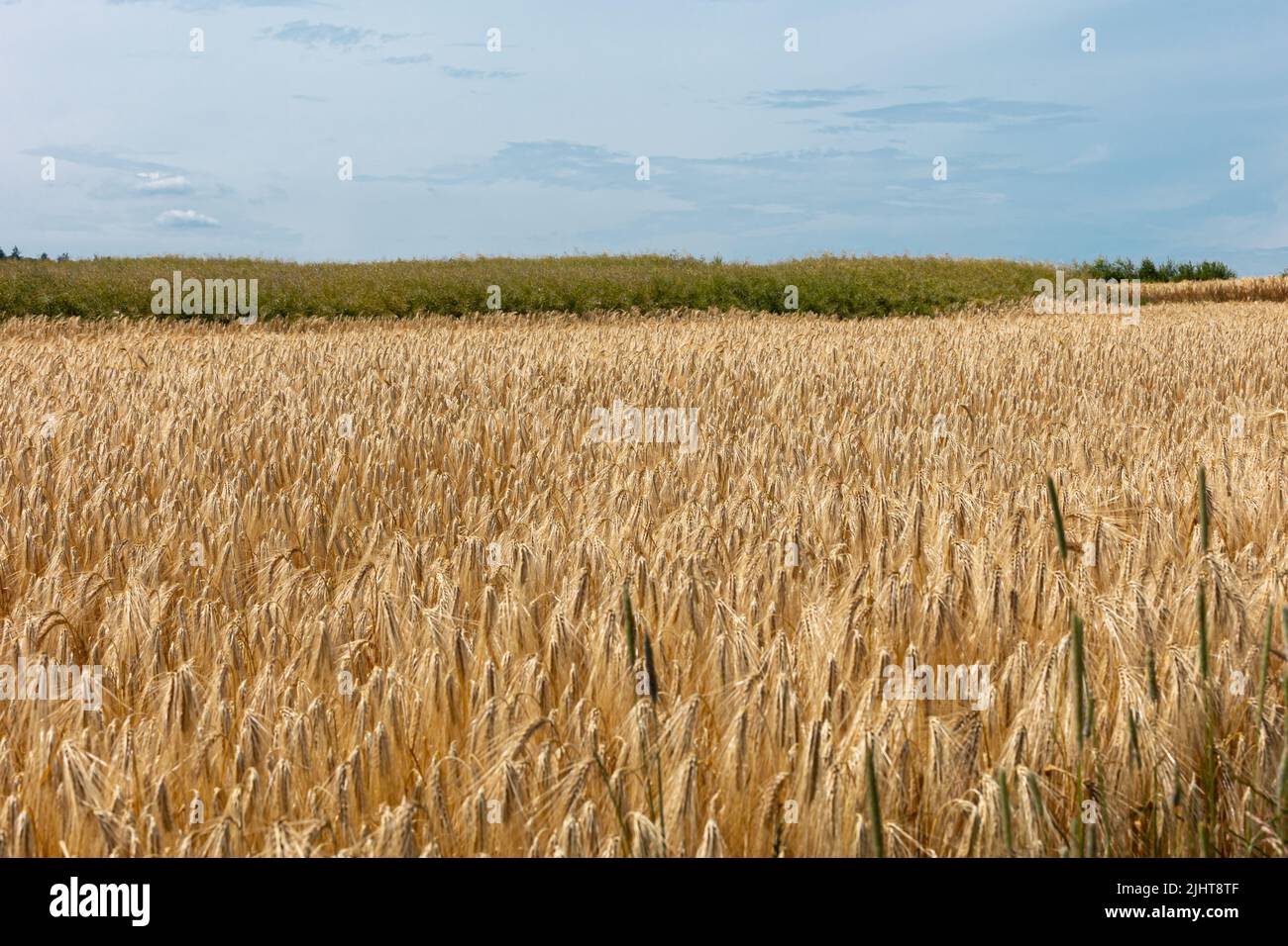 Golden barley field with blue sky and green bushes in the background ...