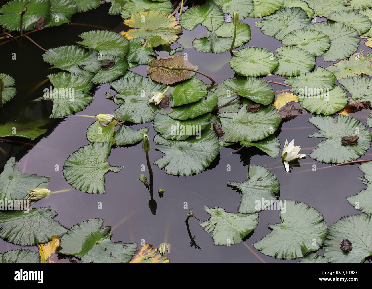 Nine frogs sitting on lily pads in a pond with white water lilies in ...
