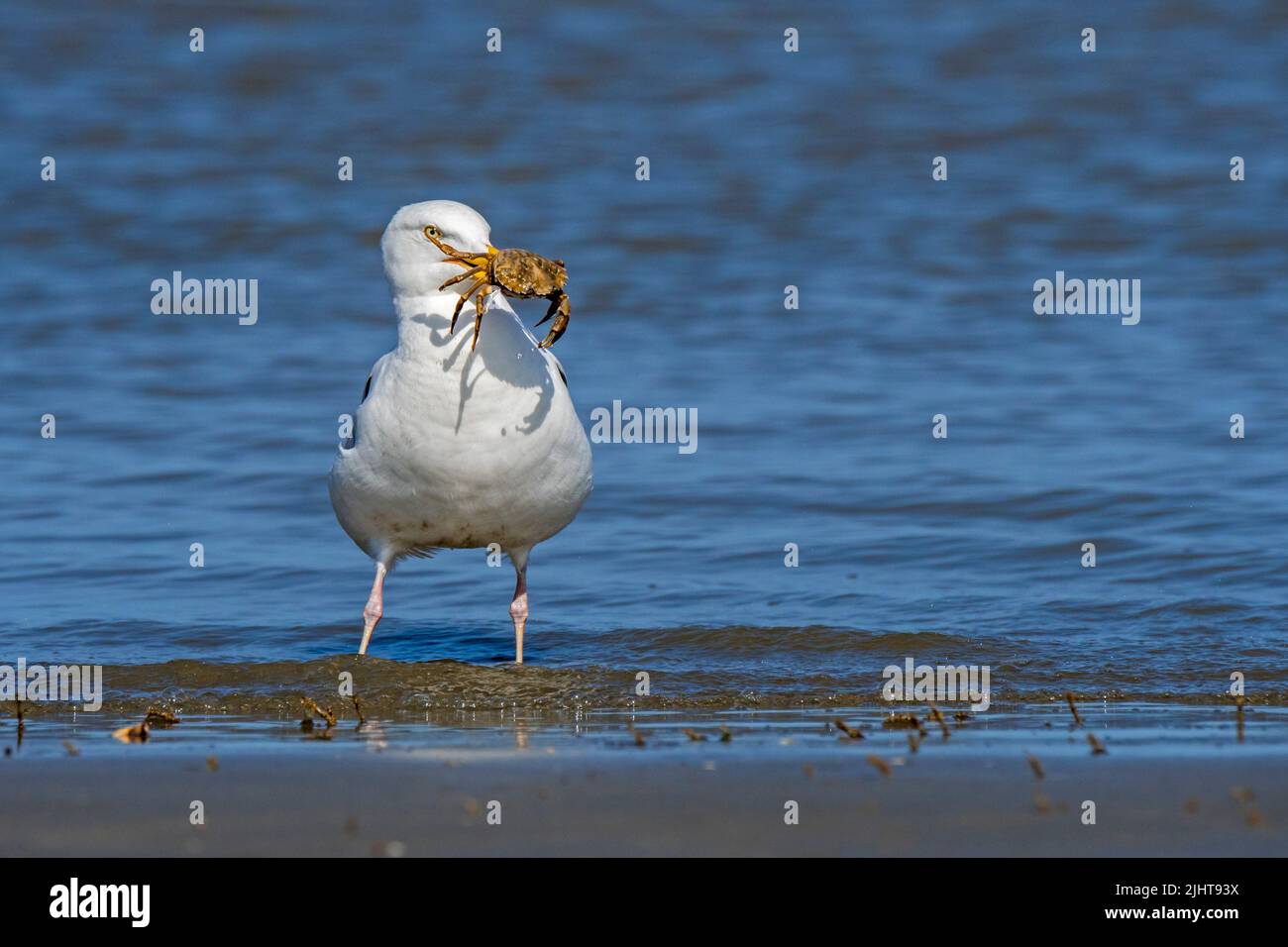 Crab eating birds hi-res stock photography and images - Alamy