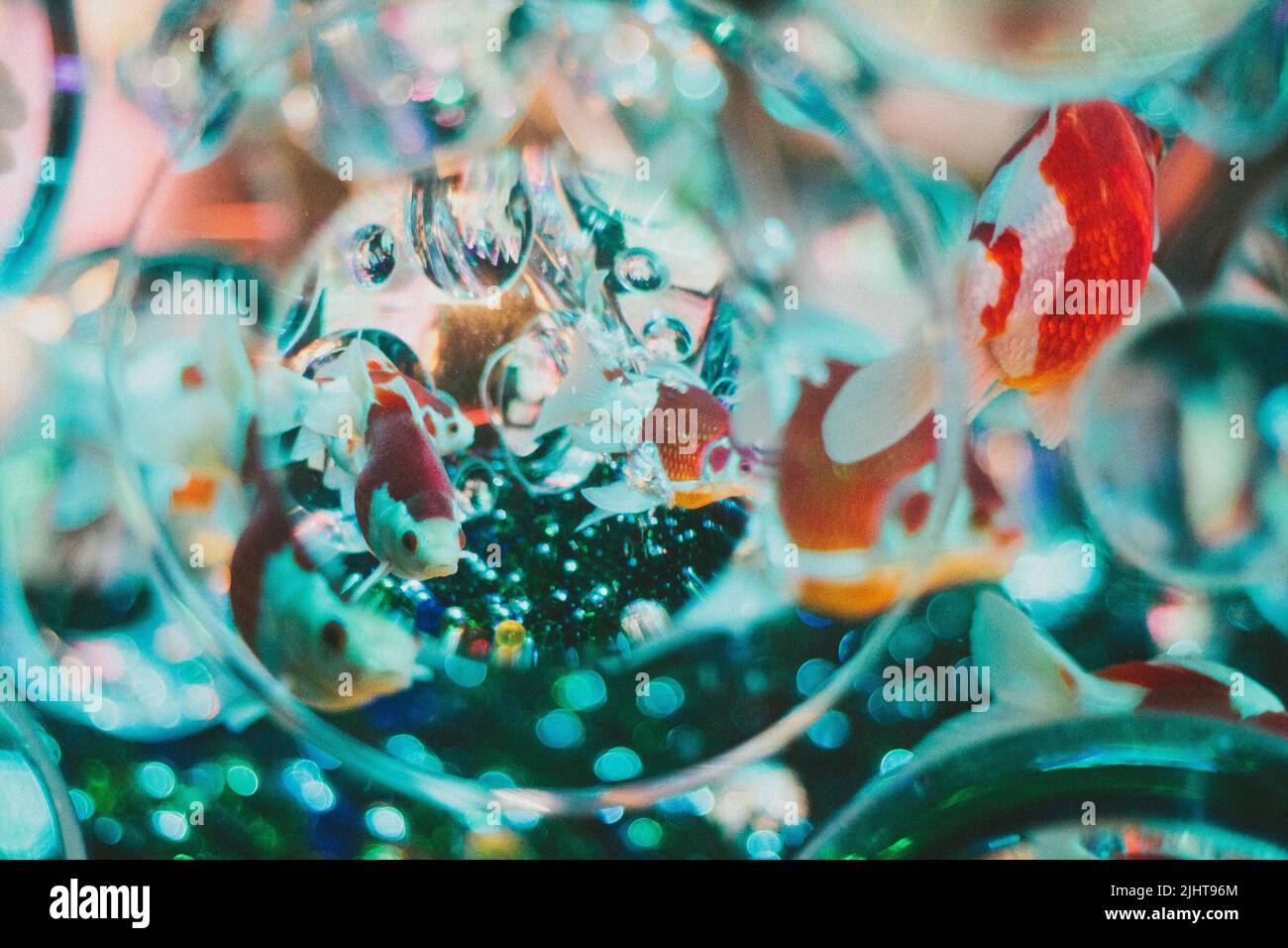 his photo is of some small goldfish. Several of them are swimming ...