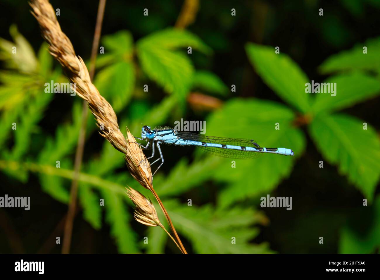 A view of a small pitch dragonfly in natural habitat Stock Photo - Alamy