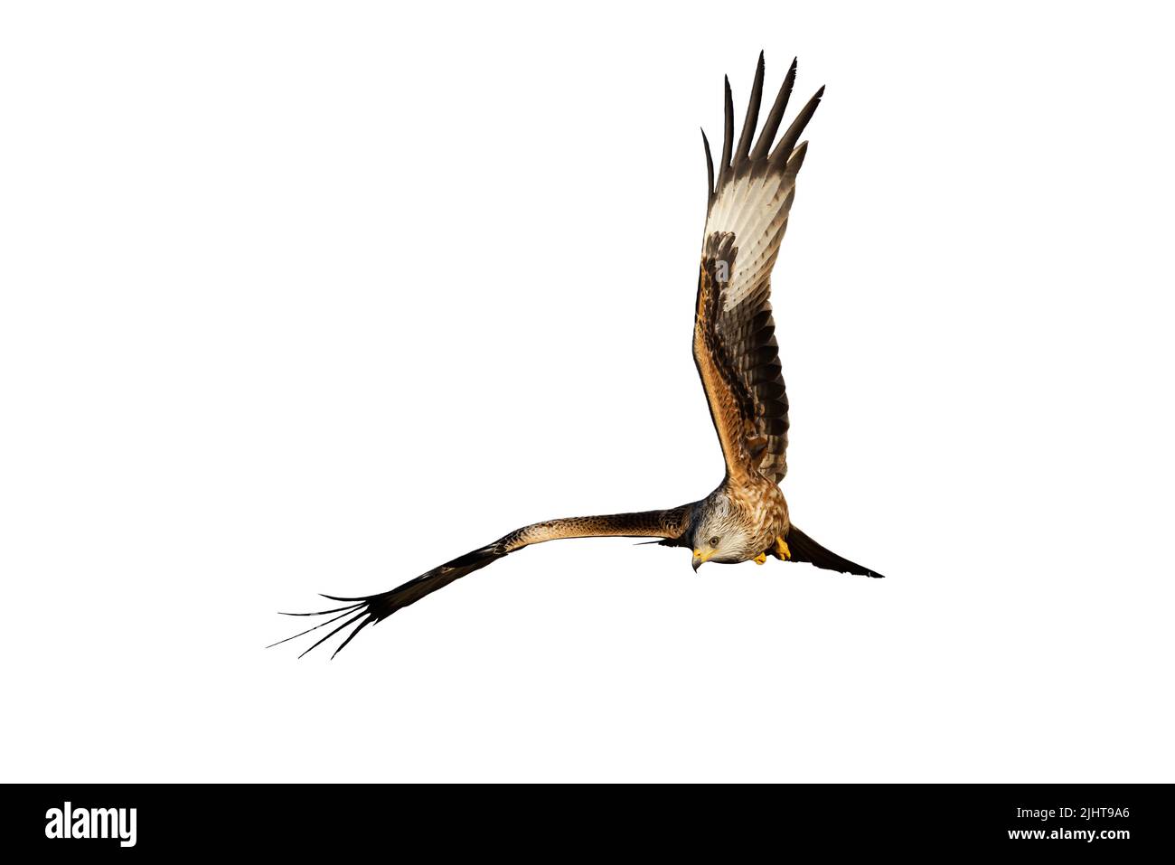 Front on with wings spread Cut Out Stock Images & Pictures - Alamy