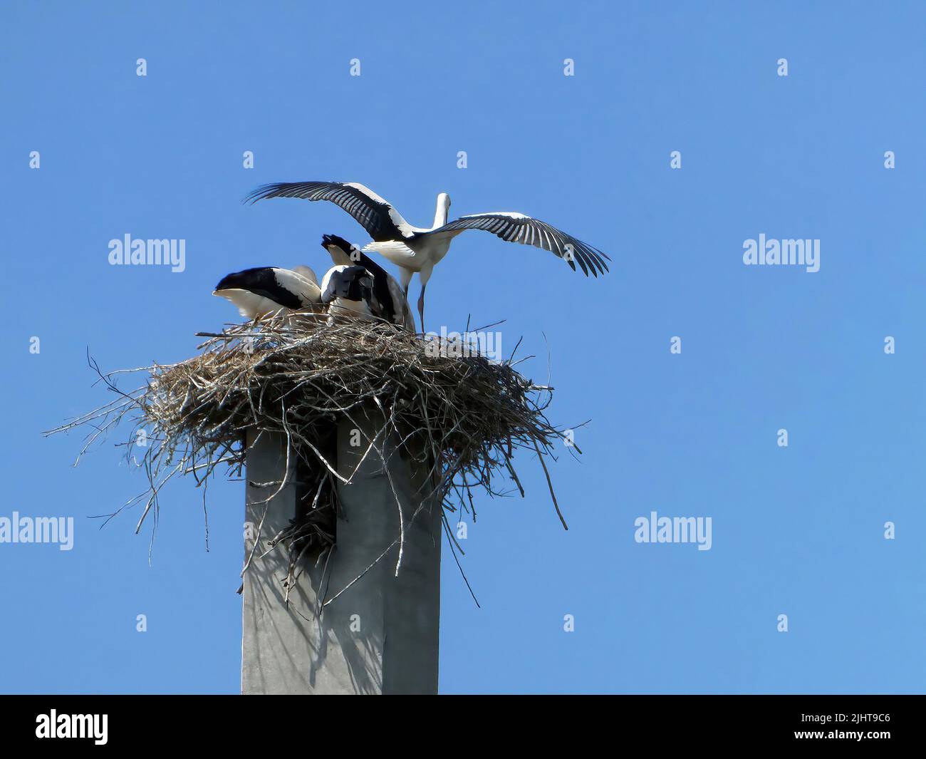 A stork with outstretched wings stands in a nest with small storks on a ...
