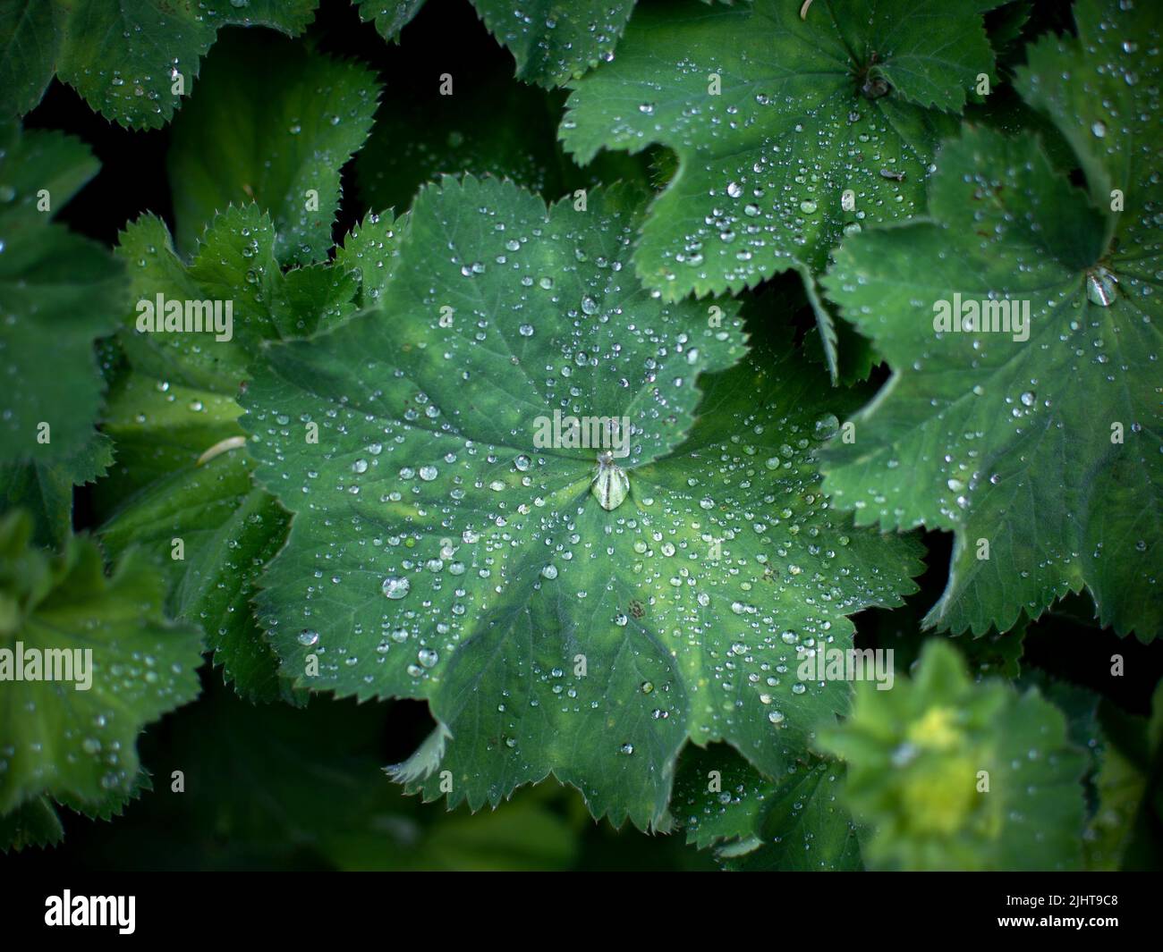 leaf covered in the rain from a Just-passed rainstorm Stock Photo - Alamy