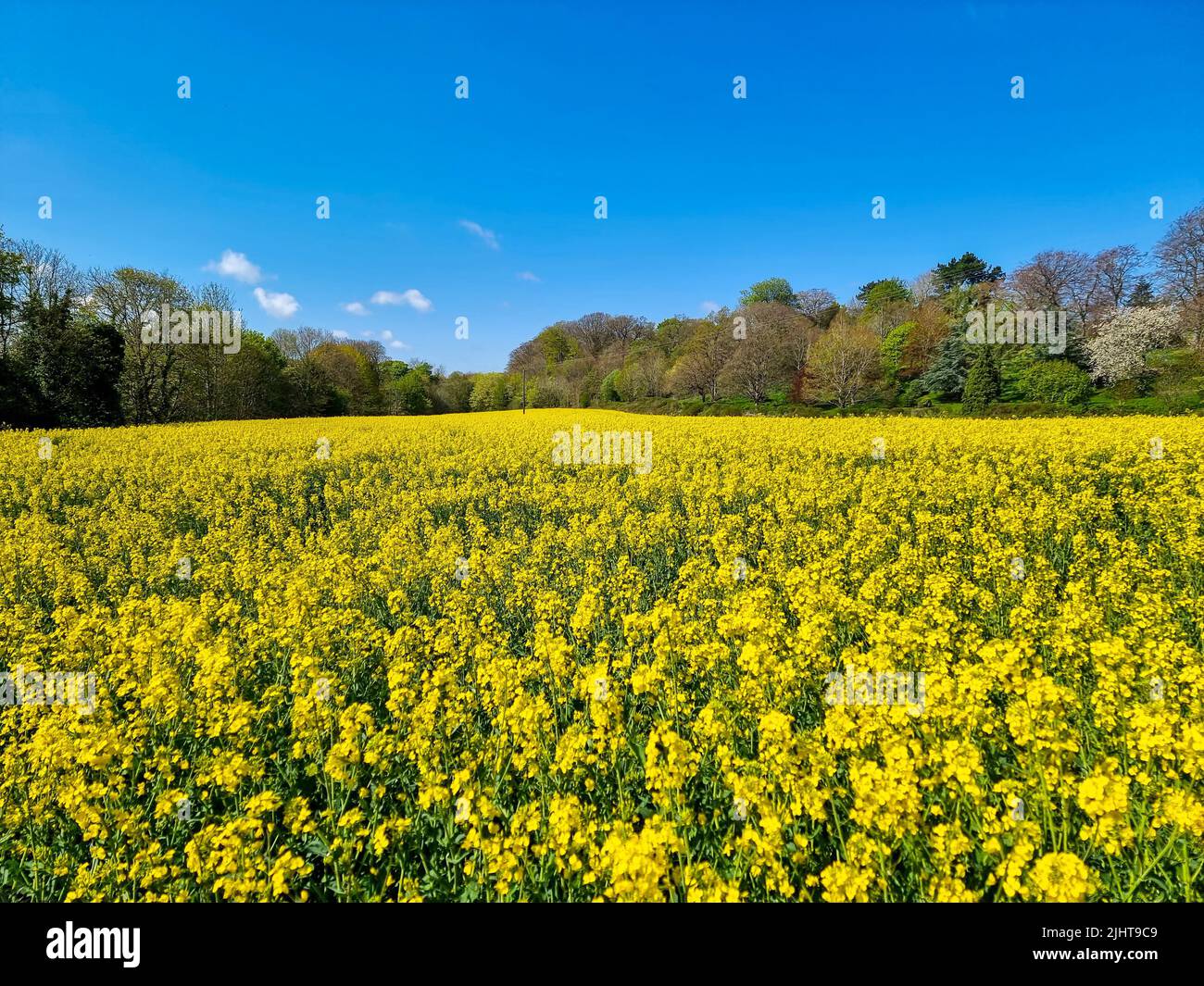 Rapeseed oil field surrounded by trees in the British summertime, near ...