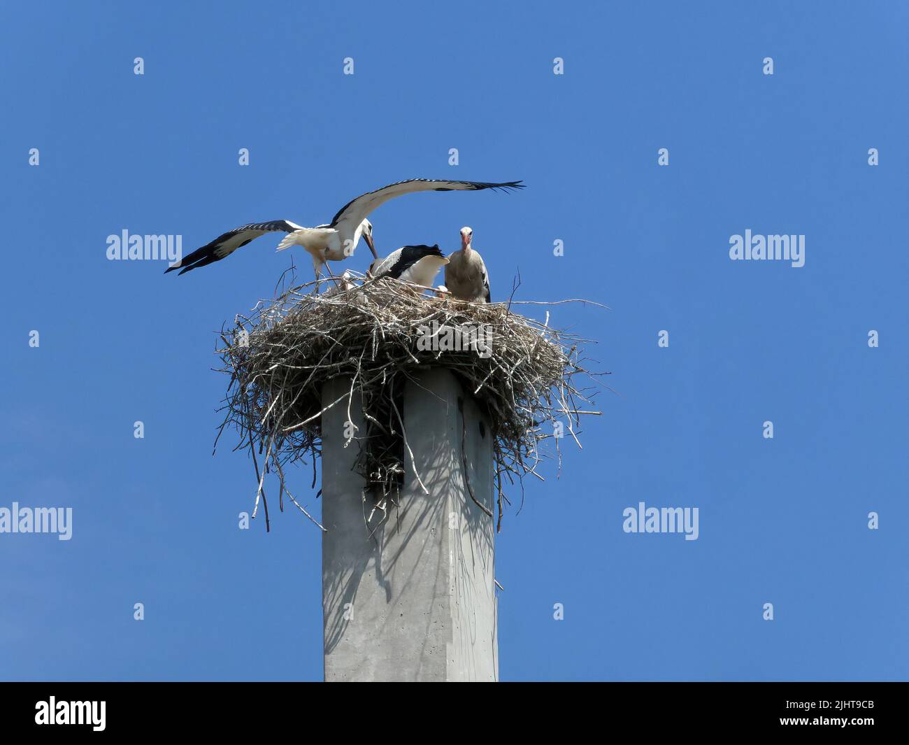 A stork with outstretched wings stands in a nest with small storks on a ...