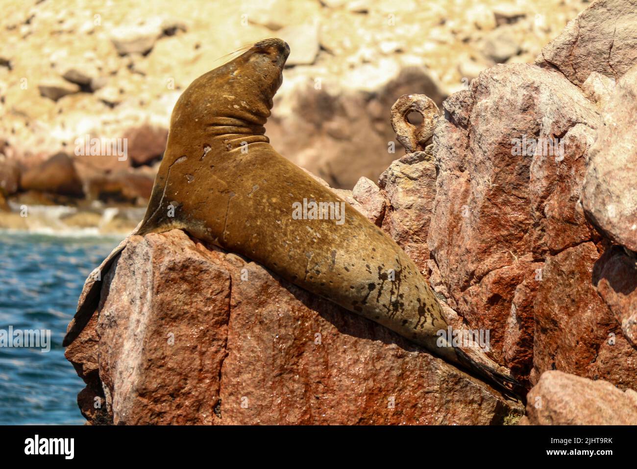 Sea Lions, Ballestas Island, National Reserve Park Paracas in Peru ...