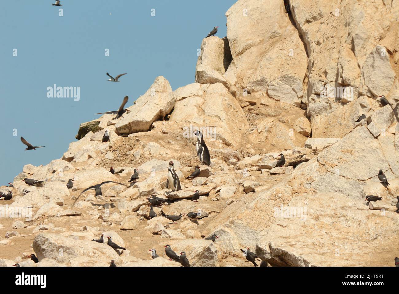 Birds colonies by Ballestas Island, National Reserve Park, Paracas ...