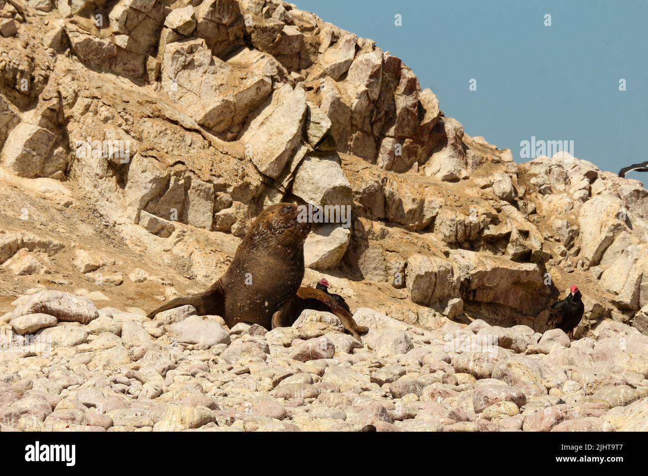 Sea Lions, Ballestas Island, National Reserve Park Paracas in Peru ...
