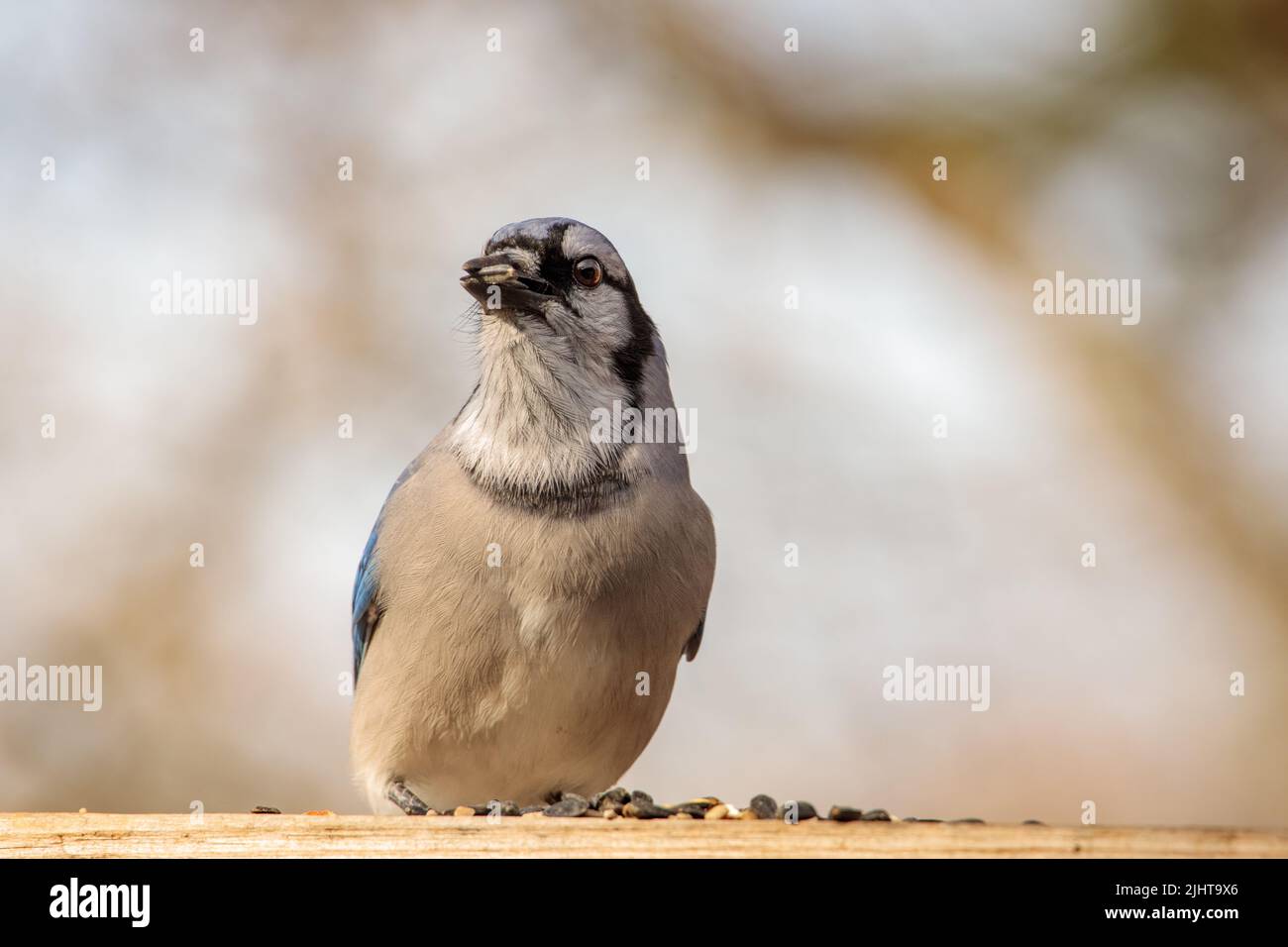 White belly bird hi-res stock photography and images - Alamy