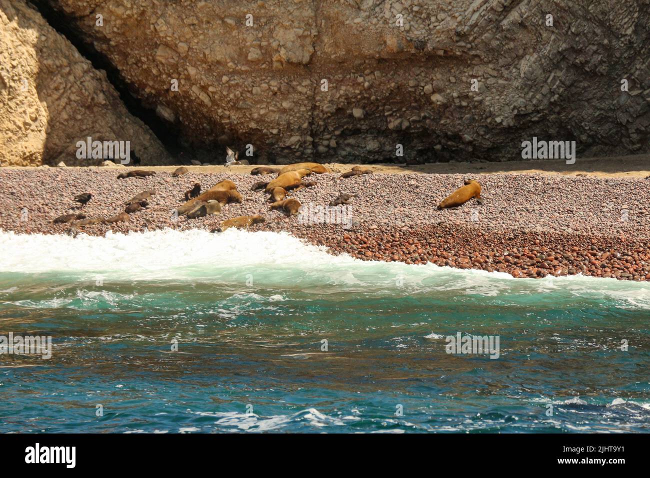 Group of Sea Lions, Ballestas Island, National Reserve Park Paracas in ...