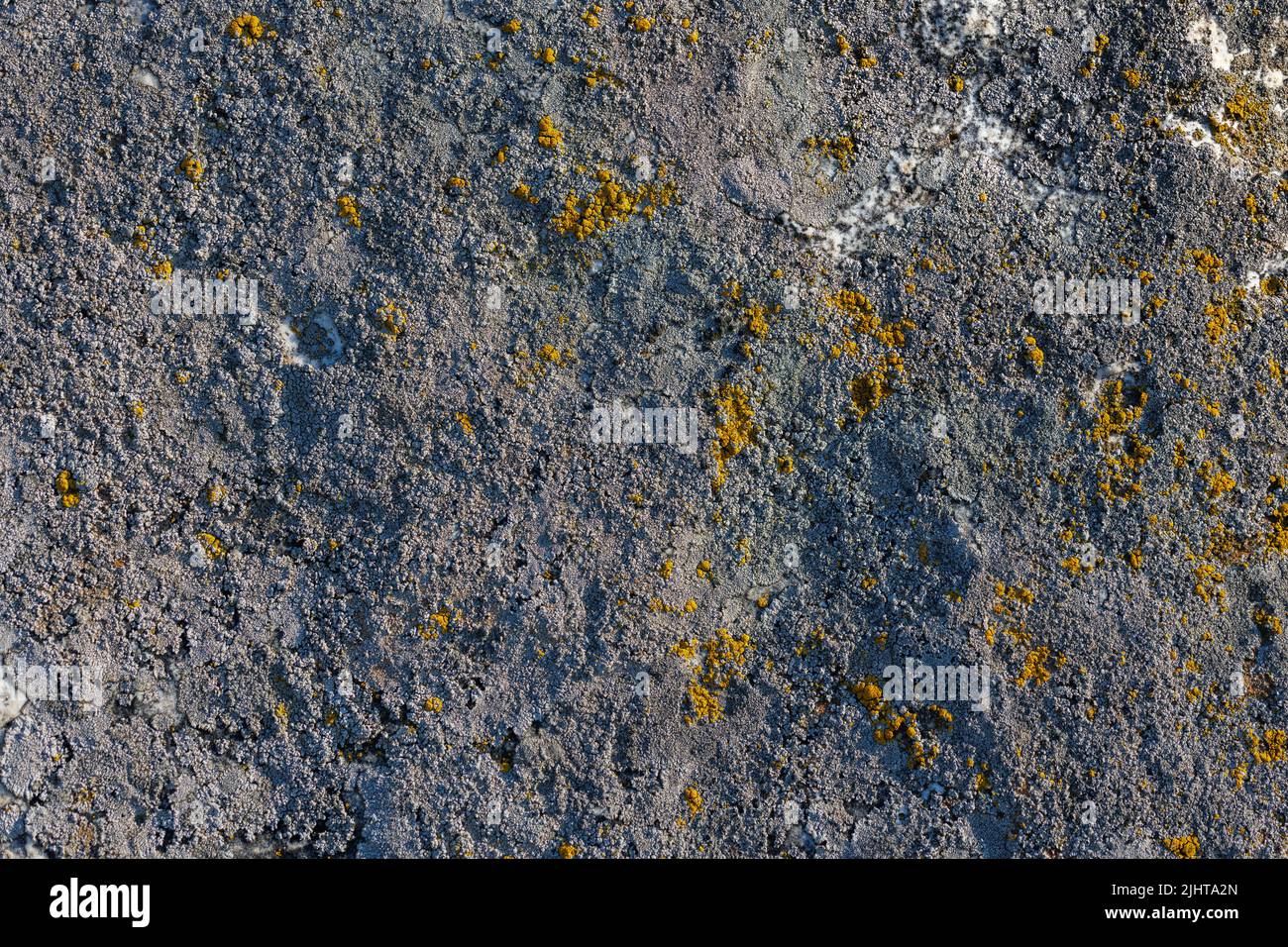 lichen presumably on quartzite sandstone surface under direct sunlight ...