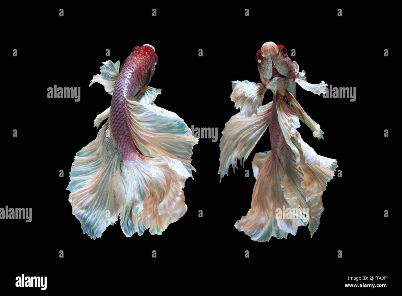 Two colorful Siamese fighting fish, commonly known as the betta, in a ...