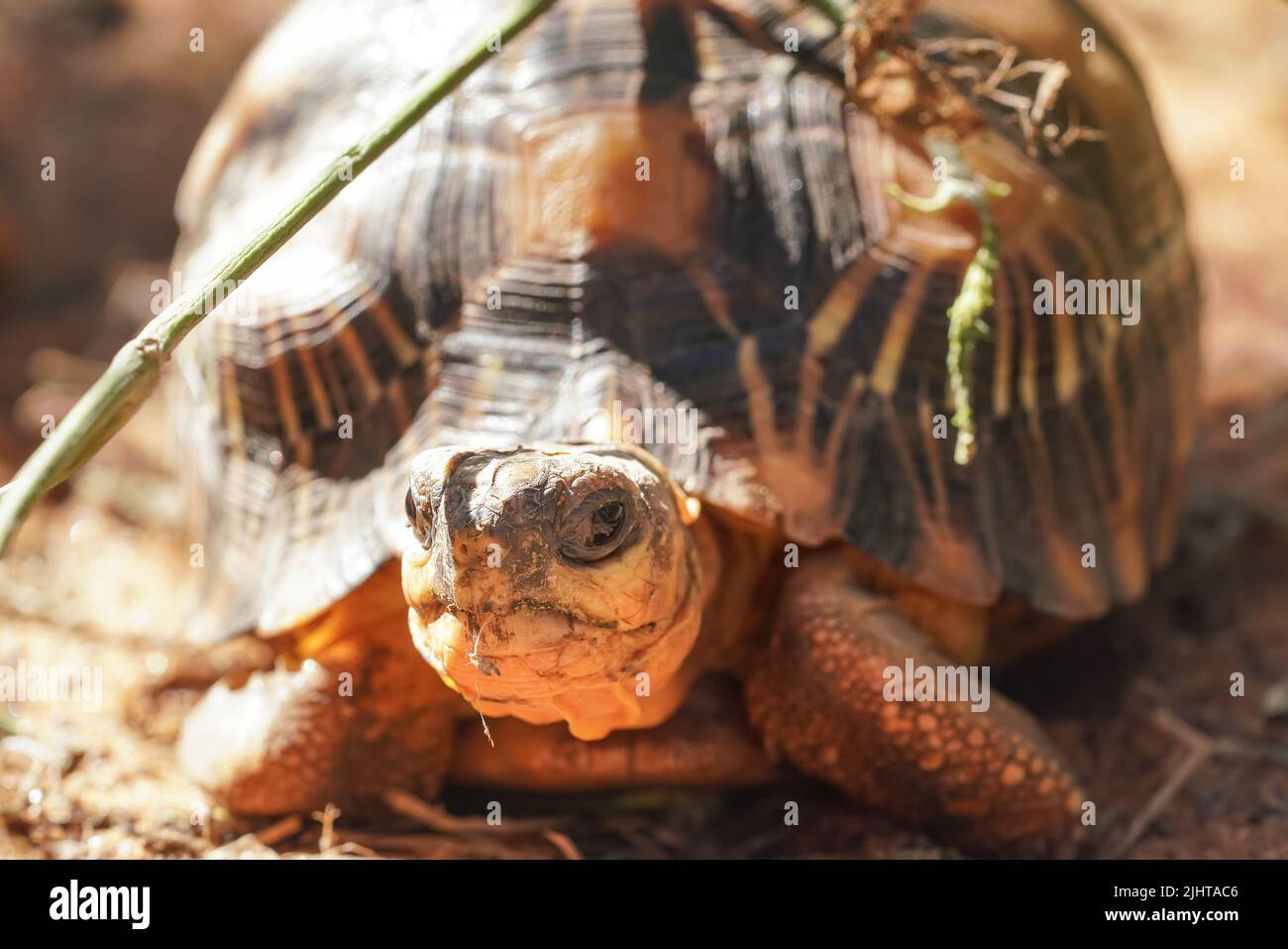 Radiated tortoise - Astrochelys radiata - critically endangered turtle ...