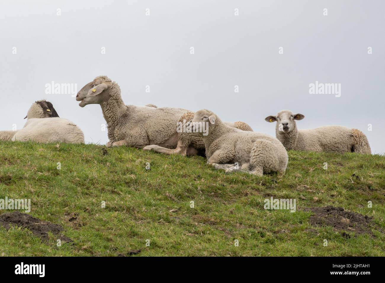 A flock of sheep resting in a green field Stock Photo - Alamy
