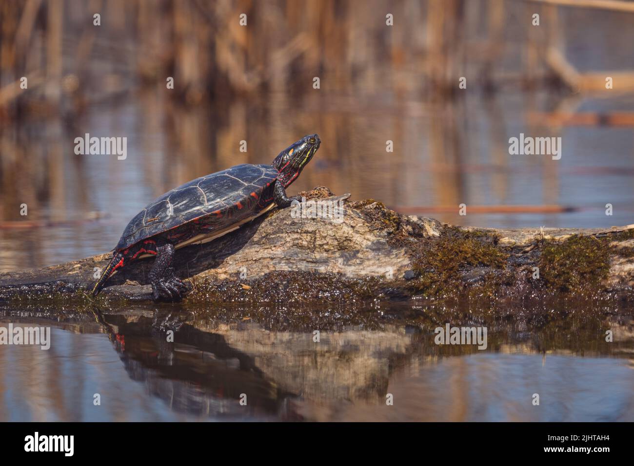 The close-up view of the Eastern painted turtle climbing on the wood in ...