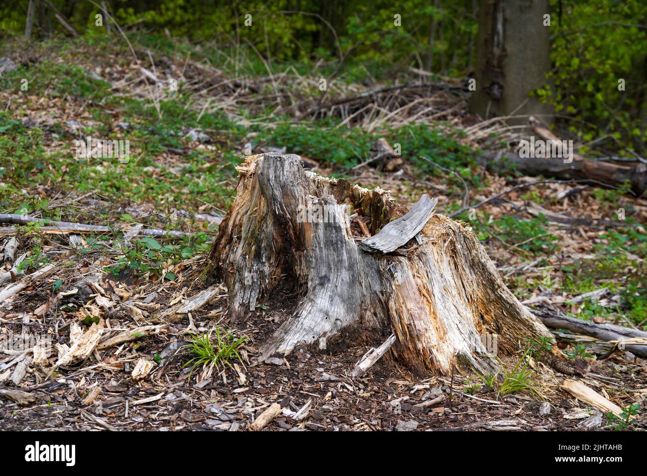 A cutted tree trunk in the forest Stock Photo - Alamy