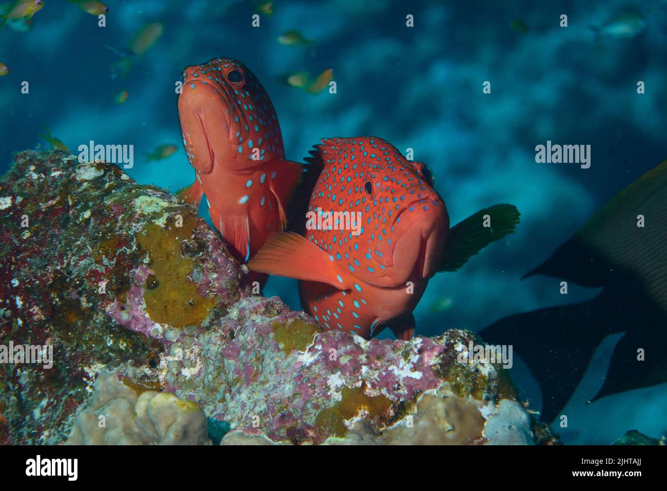 A closeup of two Jewel Perch fish swimming close to a coral Stock Photo ...