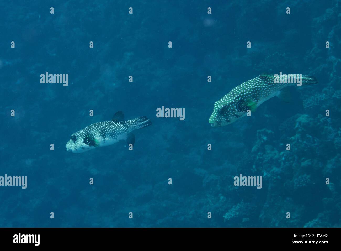 Two porcupine hi-res stock photography and images - Alamy