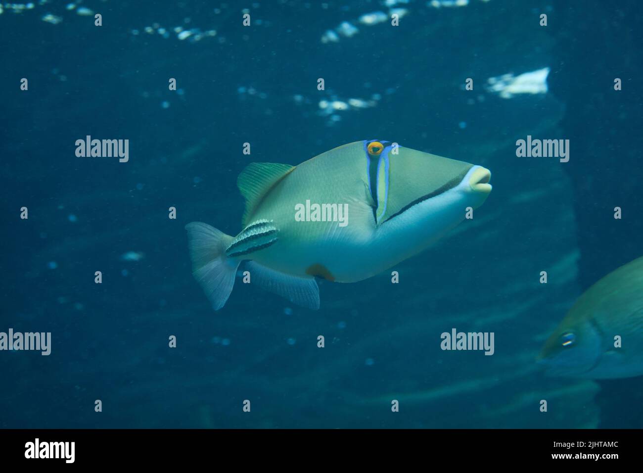 A closeup of a Picasso Triggerfish swimming in clear seawater Stock ...