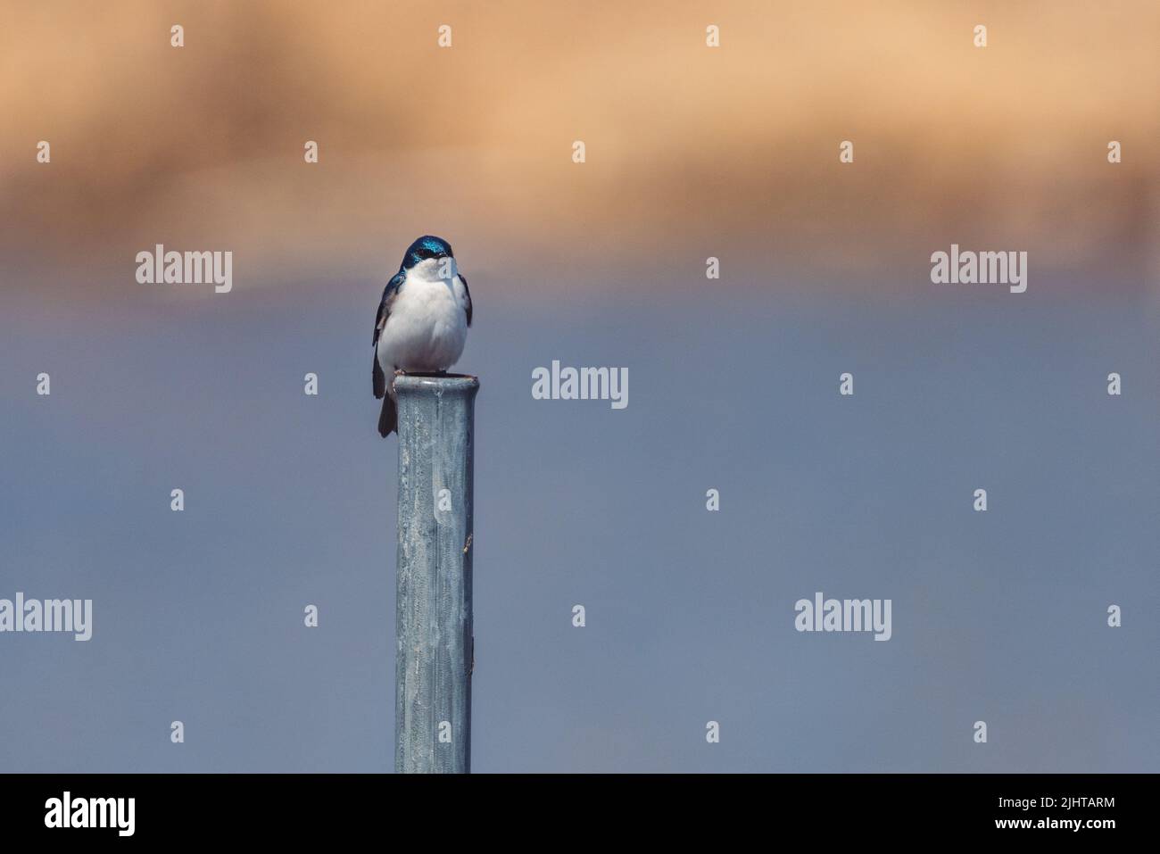 The close-up view of a tree swallow bird perching on the pillar Stock ...