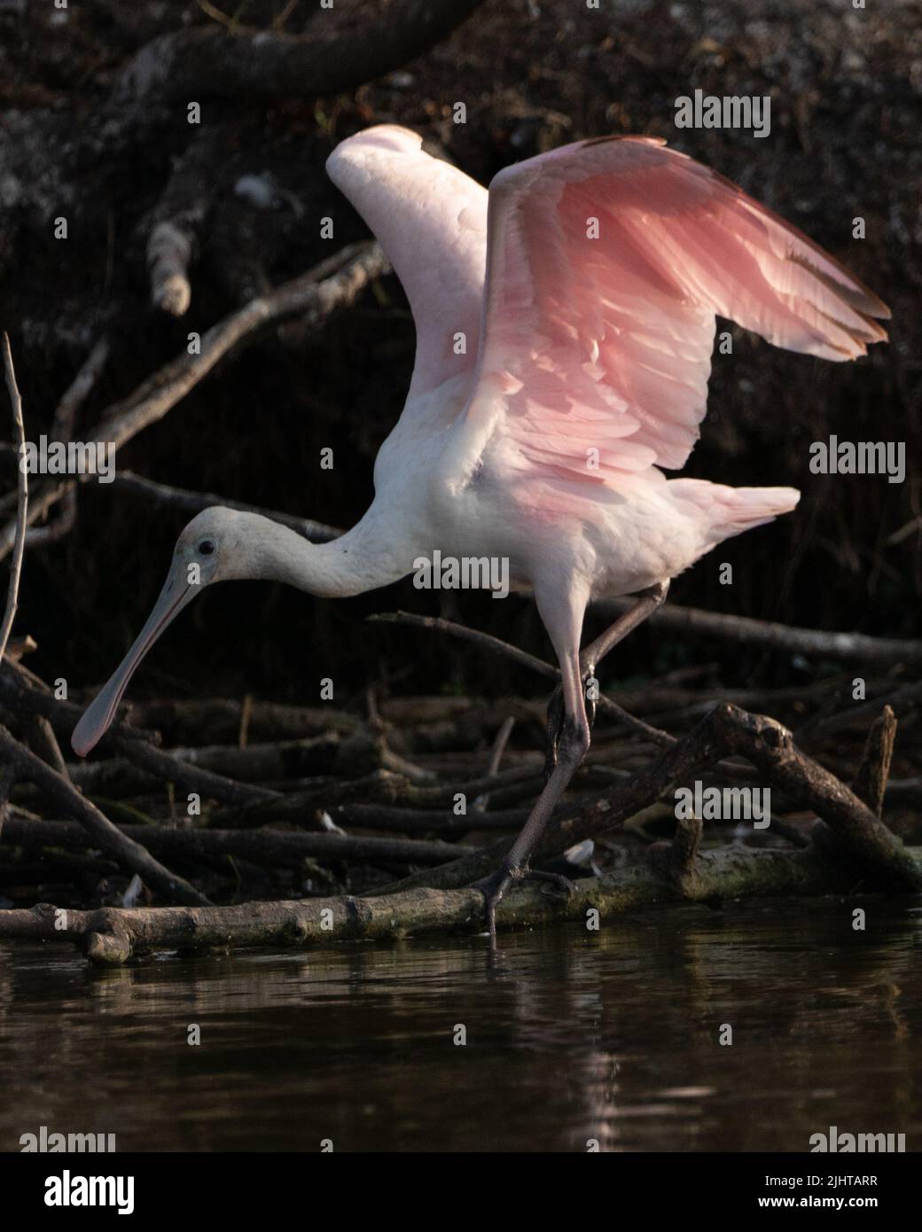 Houston forest hi-res stock photography and images - Alamy