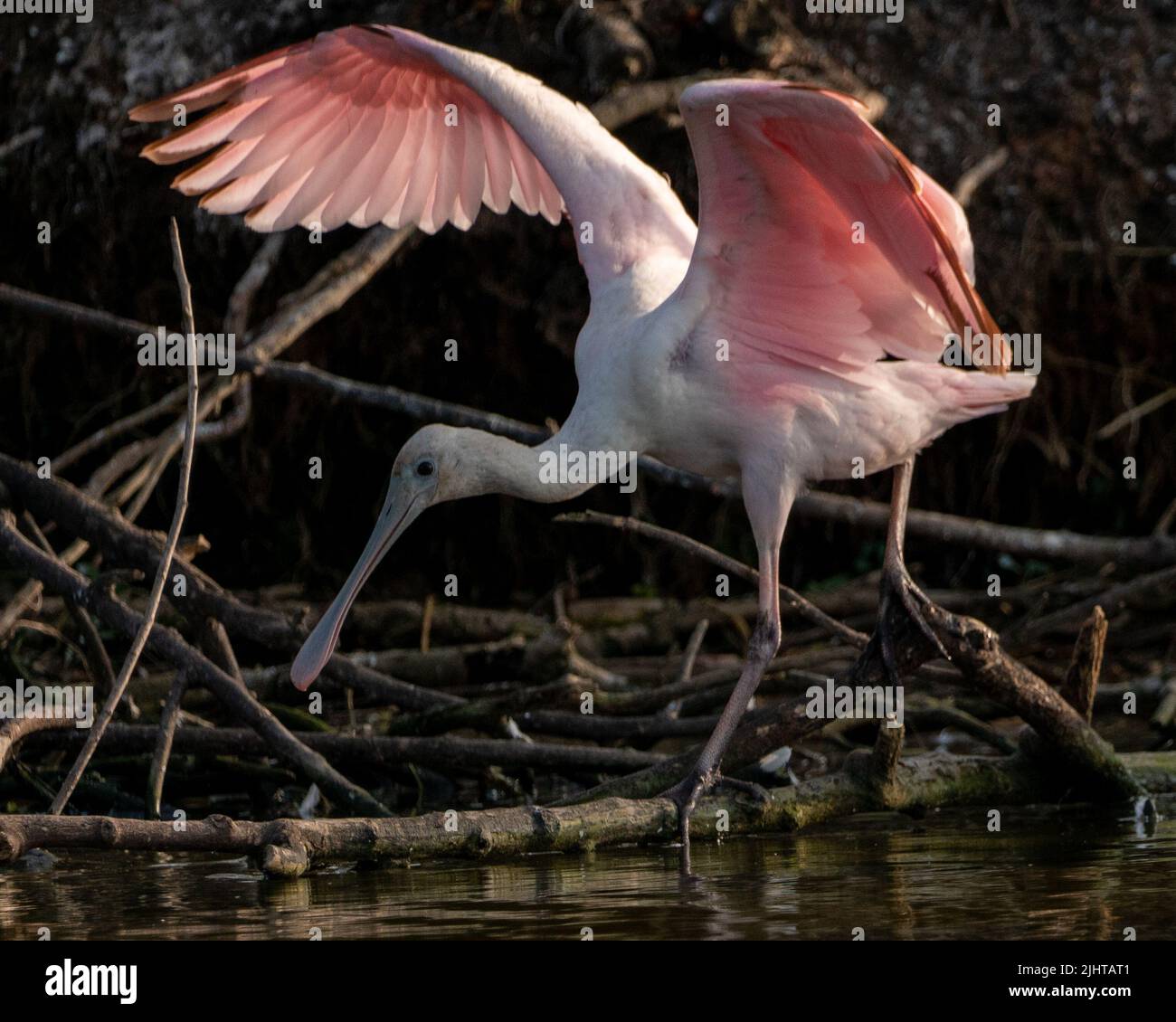 Houston forest hi-res stock photography and images - Alamy