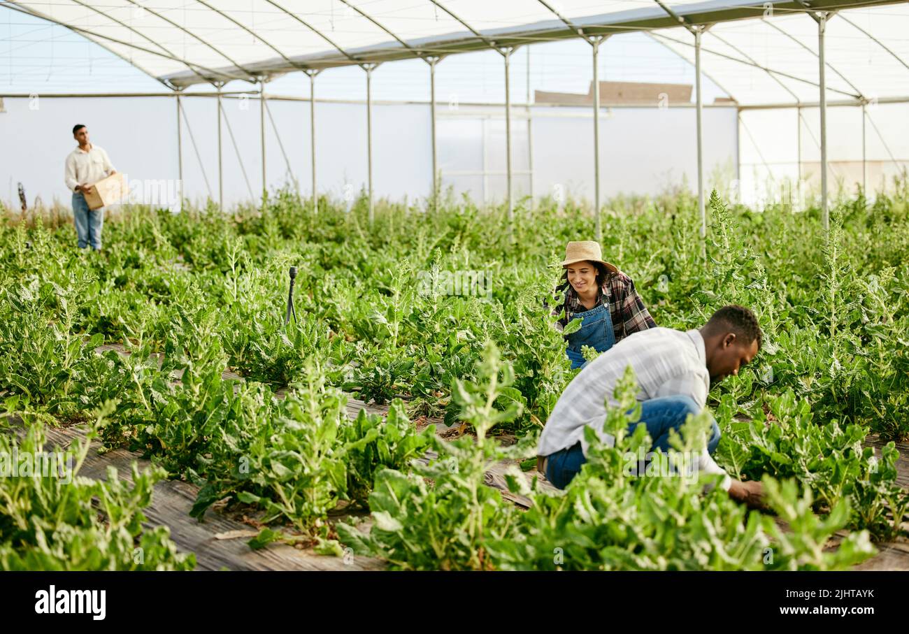 Working together to build their dream. a group of farmers working ...