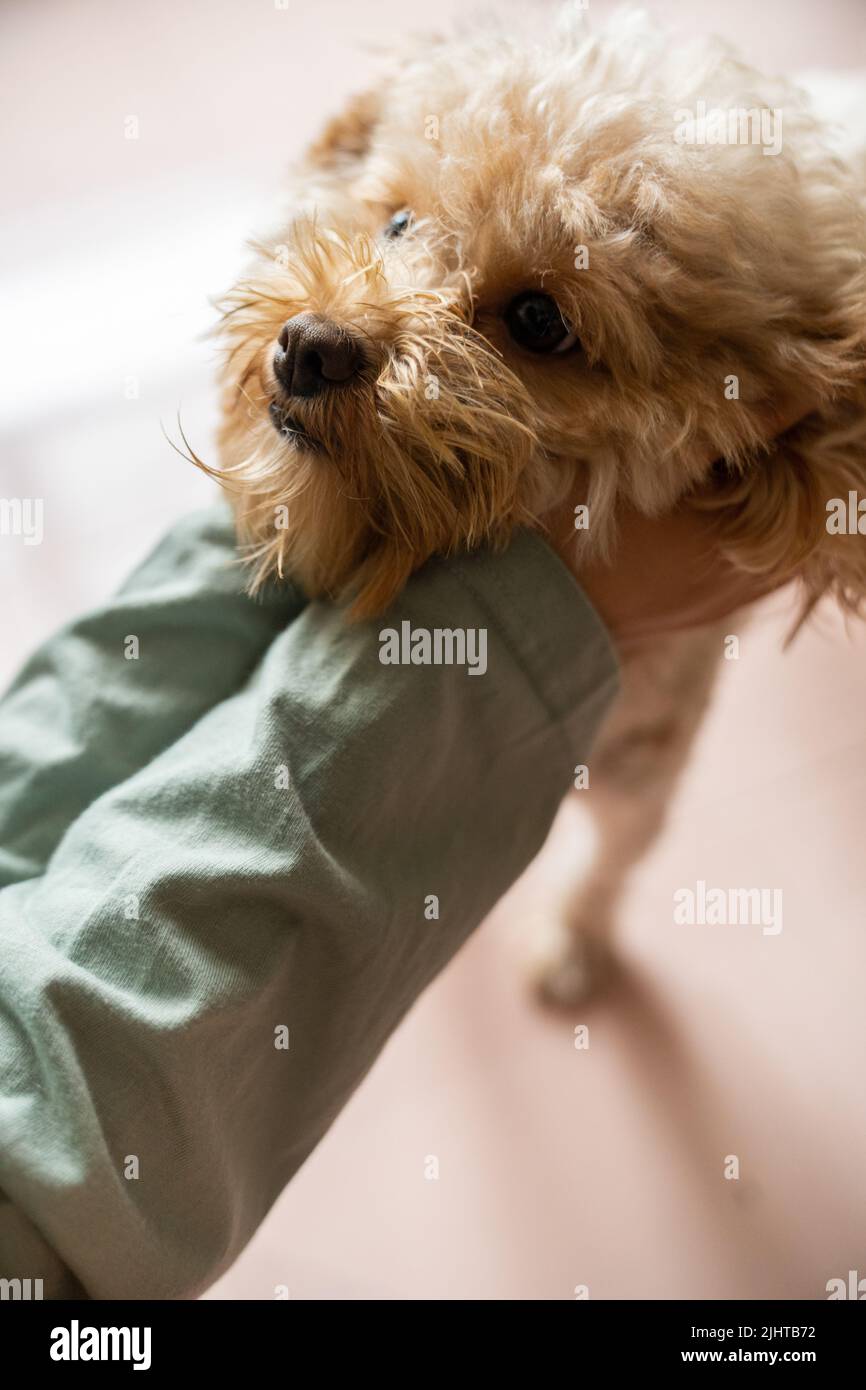 A vertical shot of a poodle dog with its owner squishing its face Stock ...