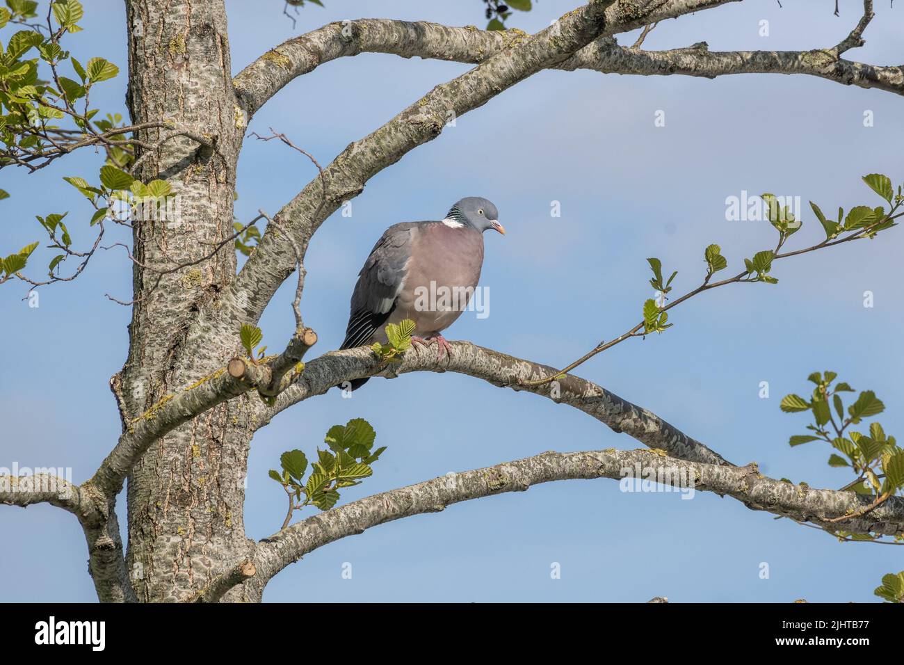 A pigeon perched on a tree branch Stock Photo - Alamy