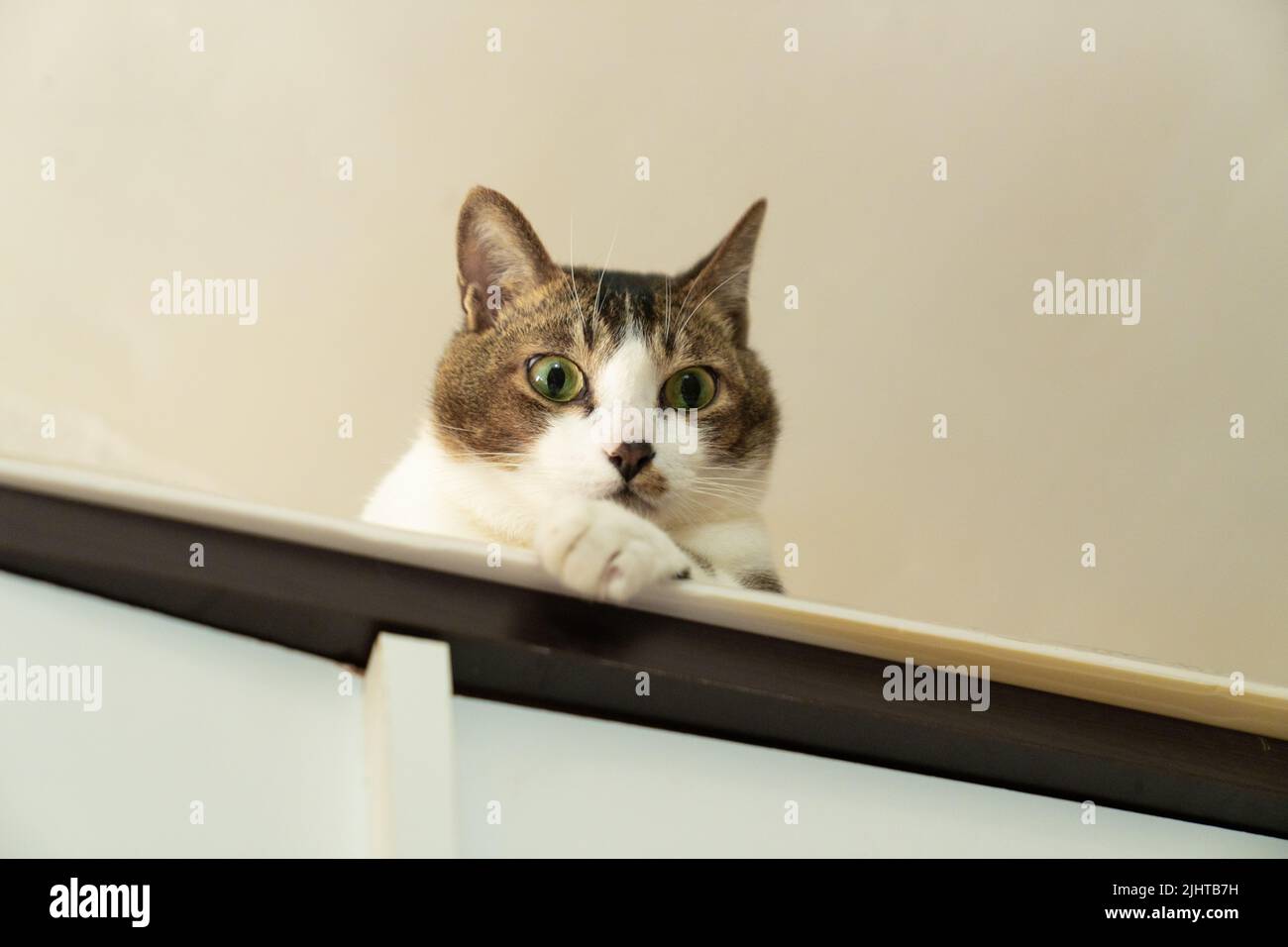 Cat top angle shot hi-res stock photography and images - Alamy
