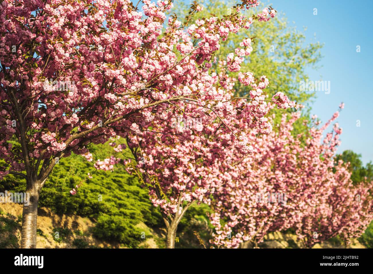 Large cherry hi-res stock photography and images - Alamy