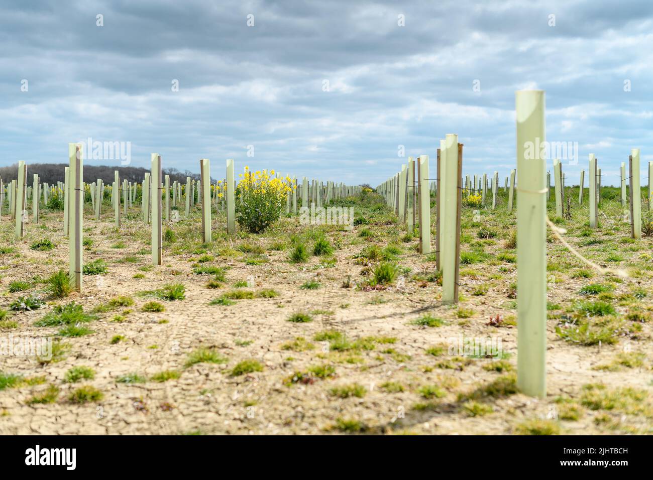 Symmetrical rows of newly planted trees with a cloudy sky Stock Photo ...